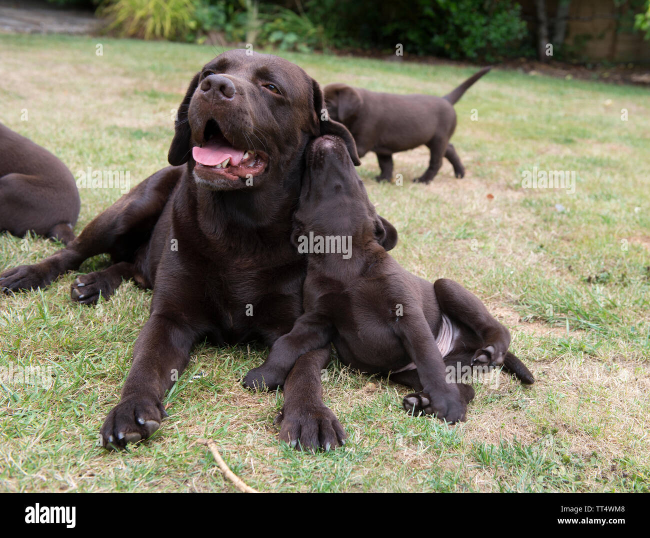 Chocolate Labrador Puppies Stock Photo - Alamy