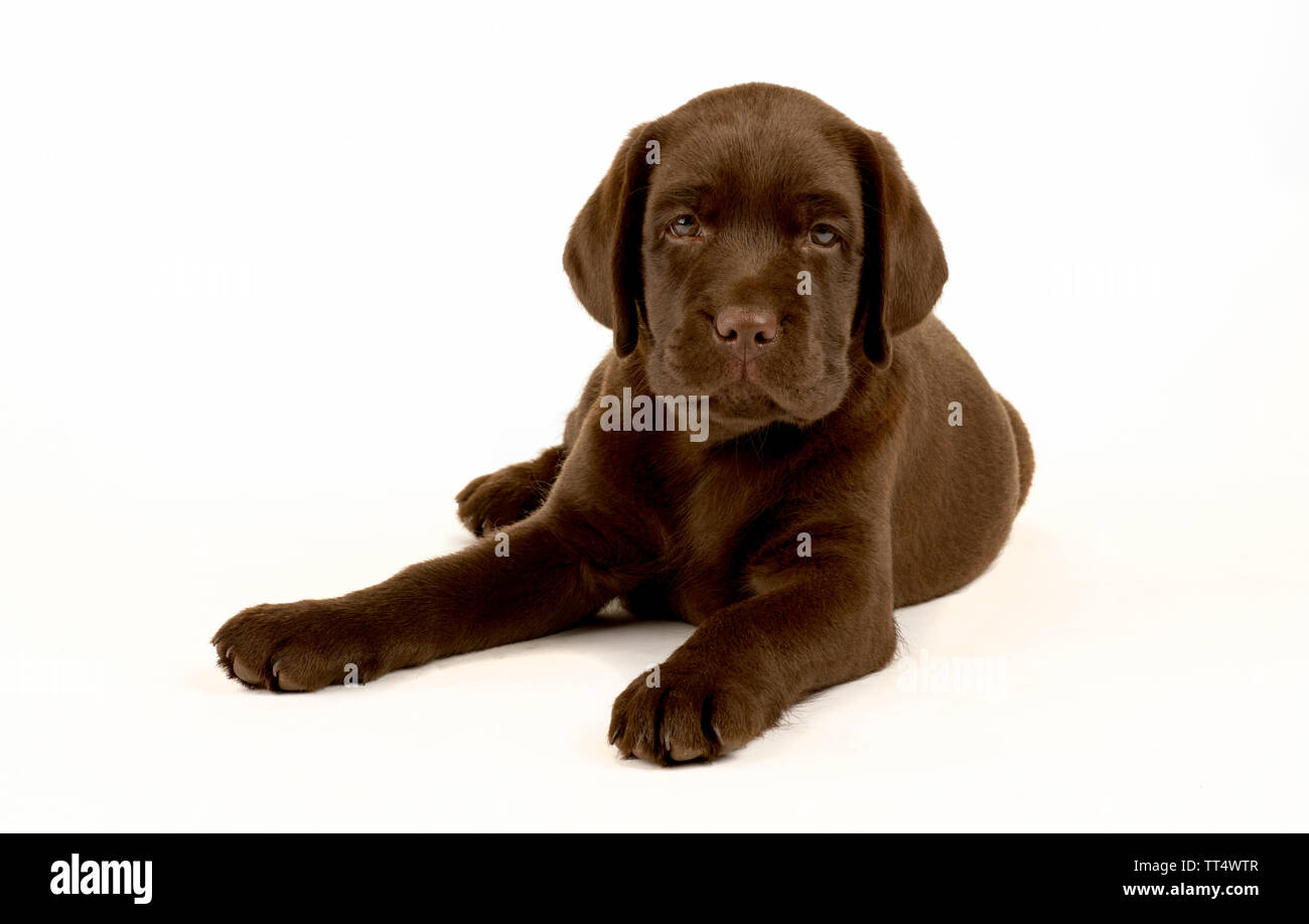 Labrador puppies Cut Out Stock Images & Pictures - Alamy