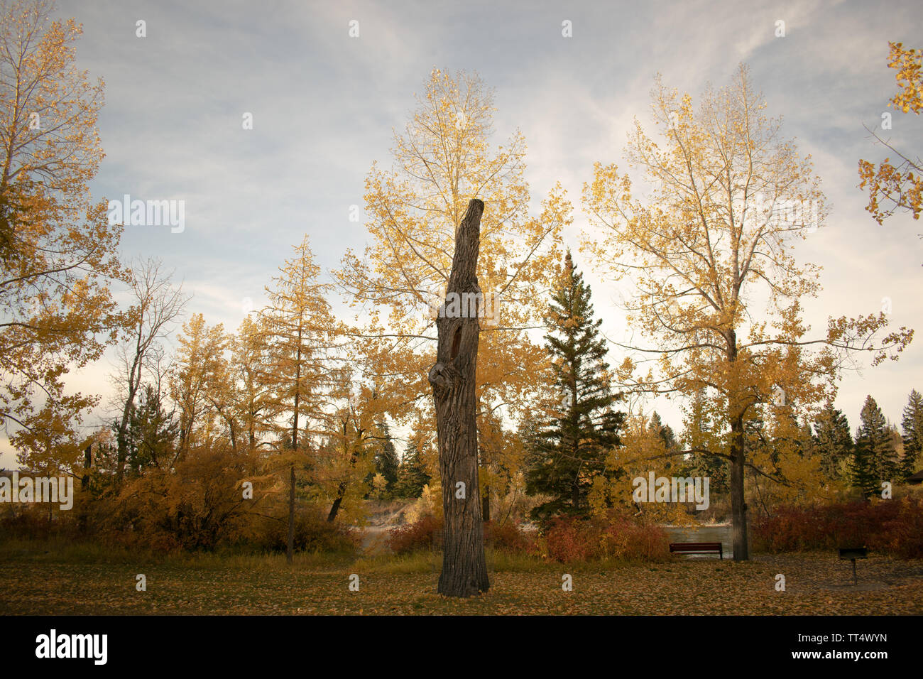 Bowness Park, during last day of fall in Calgary, Alberta, Canada Stock ...