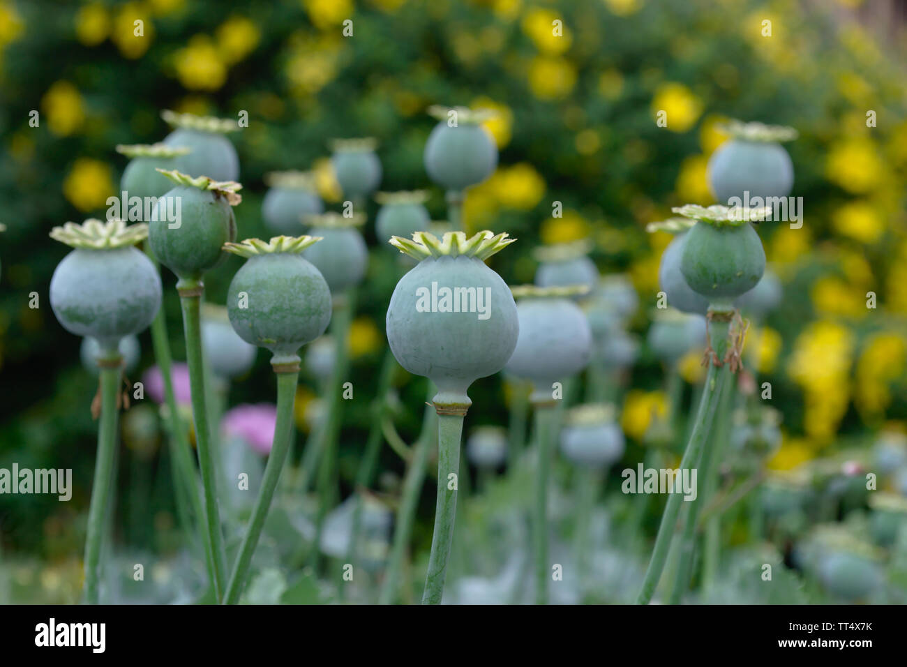 Close up of green opium poppy head capsules. Papaver somniferum Stock ...