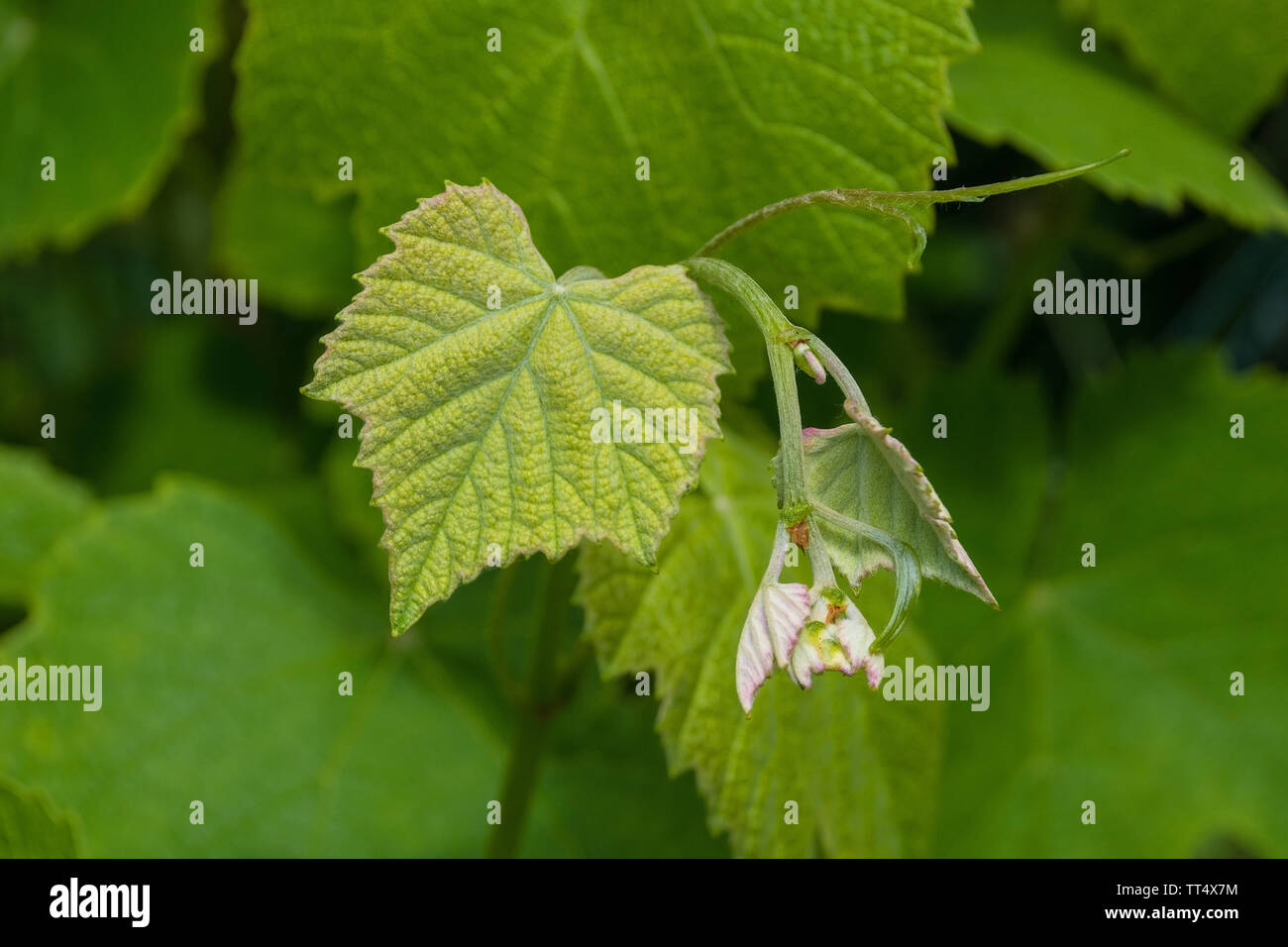 New spring growth on a raspberry plant growing in a vegetable garden in ...