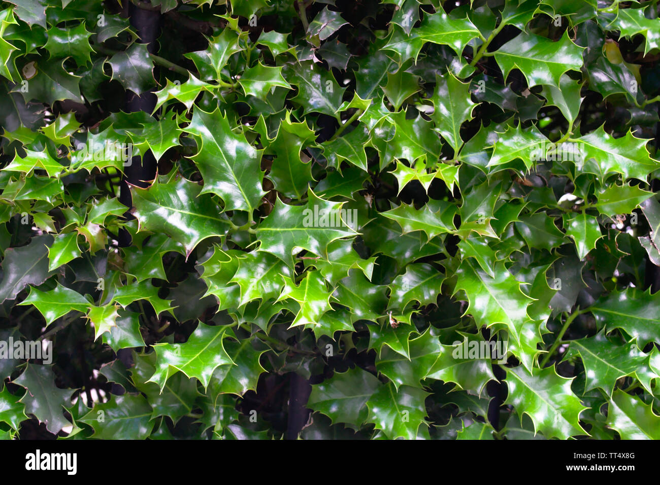 Ilex opaca or american holly is a small, evergreen tree with a narrow ...
