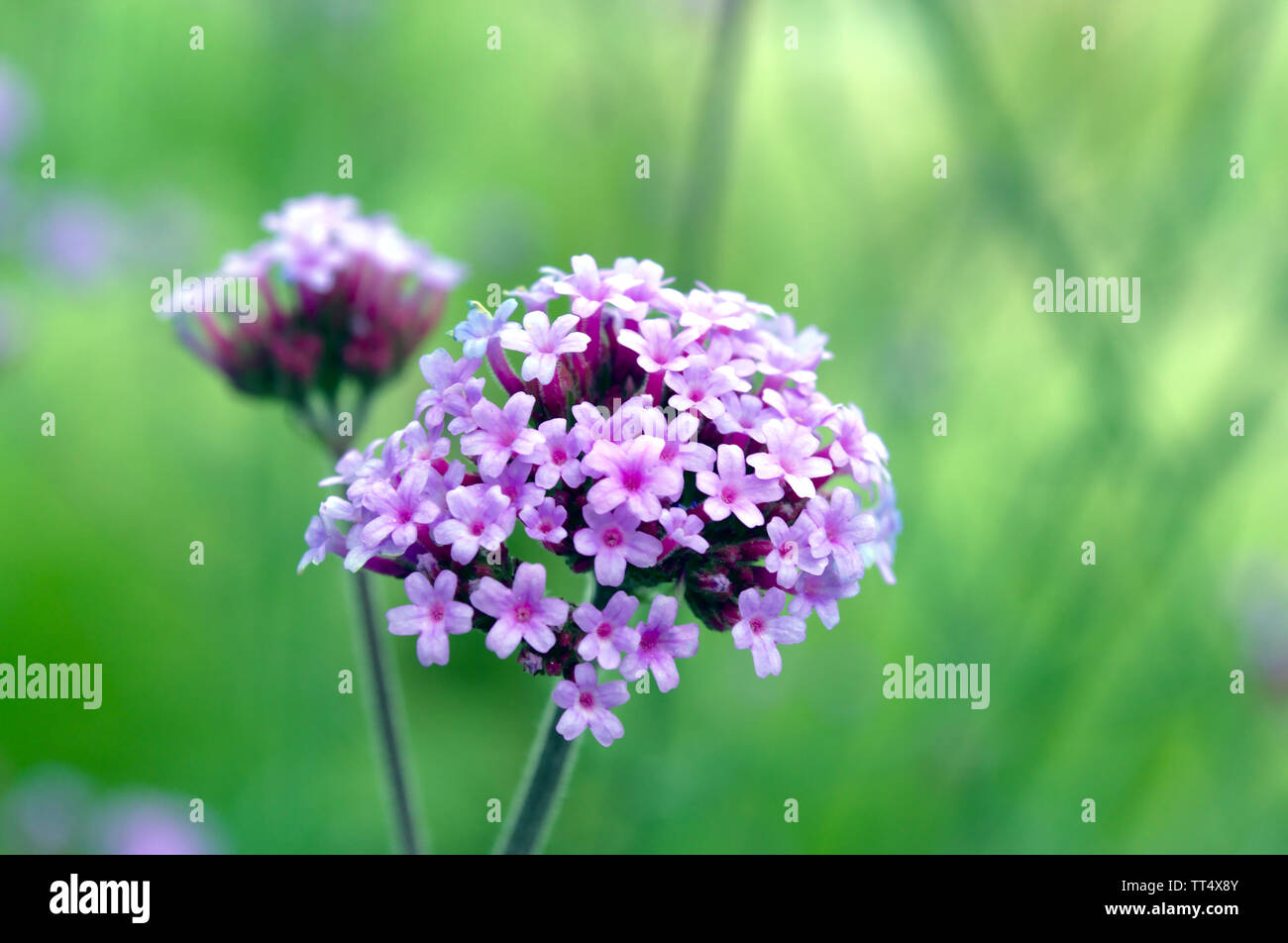 Purple verbena flower on the blurred vivid green background in the ...