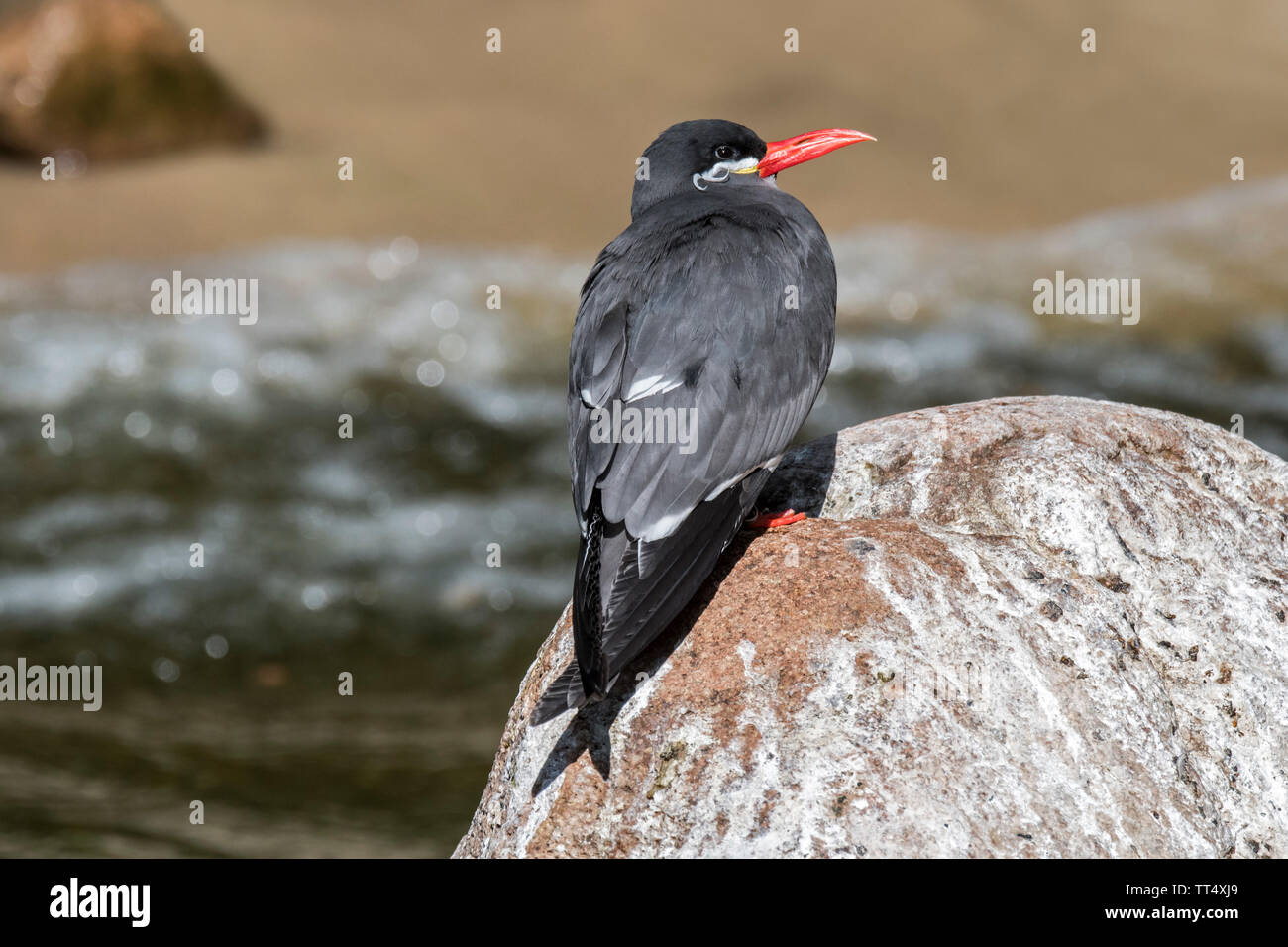Inca tern (Larosterna inca) perched on rock on the beach, native to ...