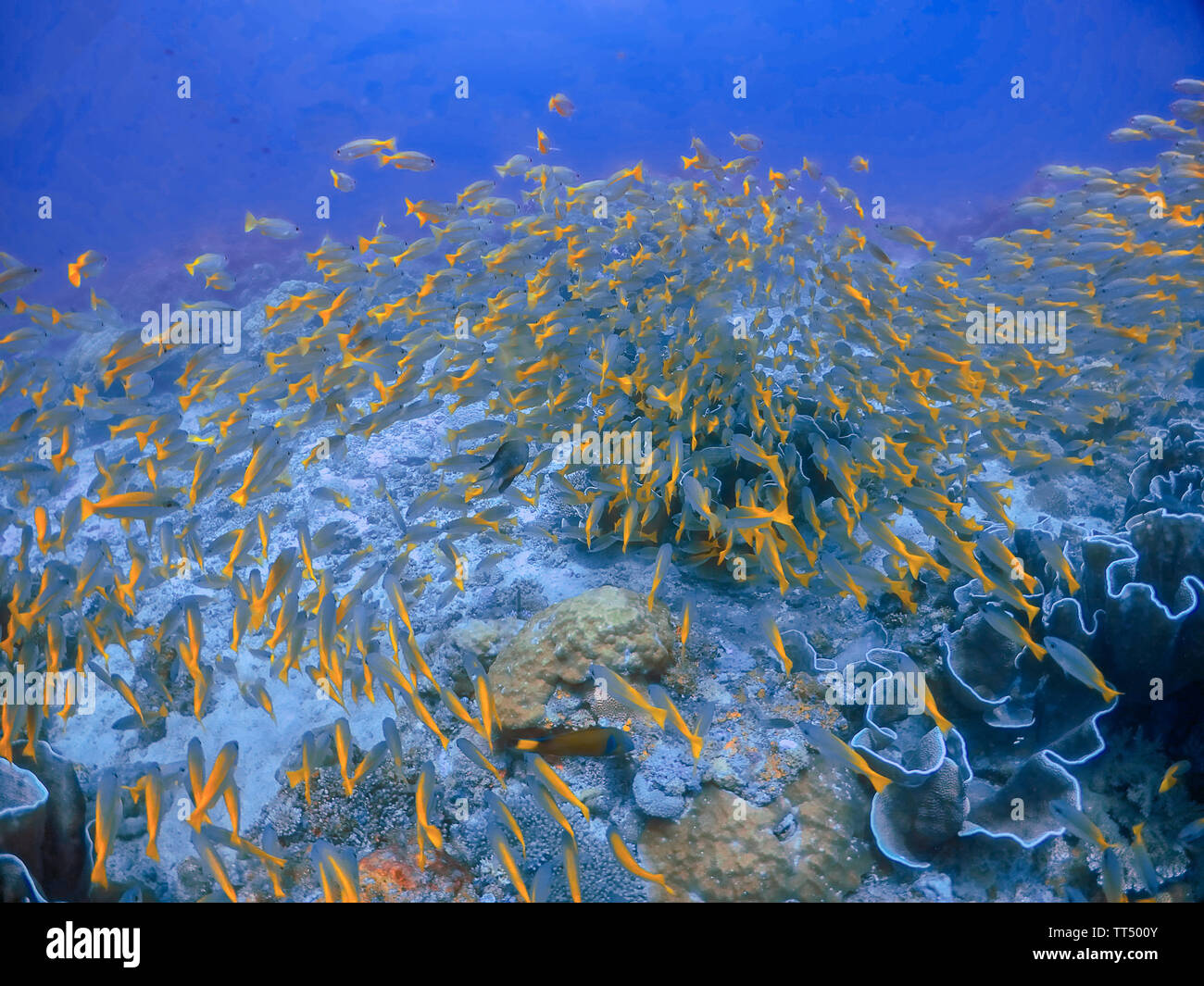 A large school of Yellowtail Snapper (Ocyurus chrysurus) in El Nido ...