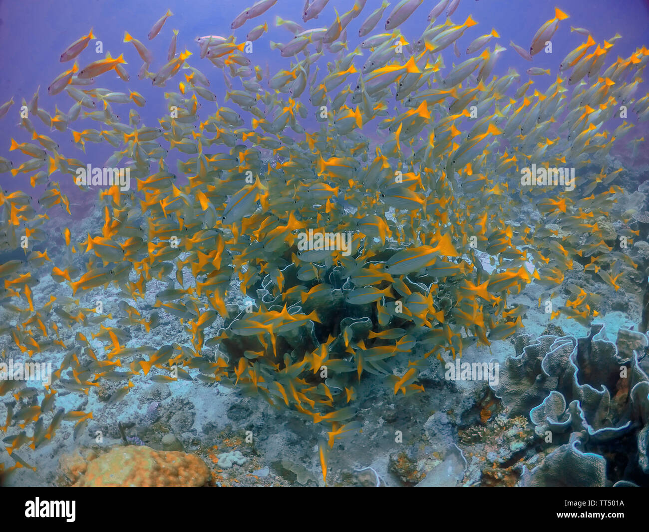 A large school of Yellowtail Snapper (Ocyurus chrysurus) in El Nido ...