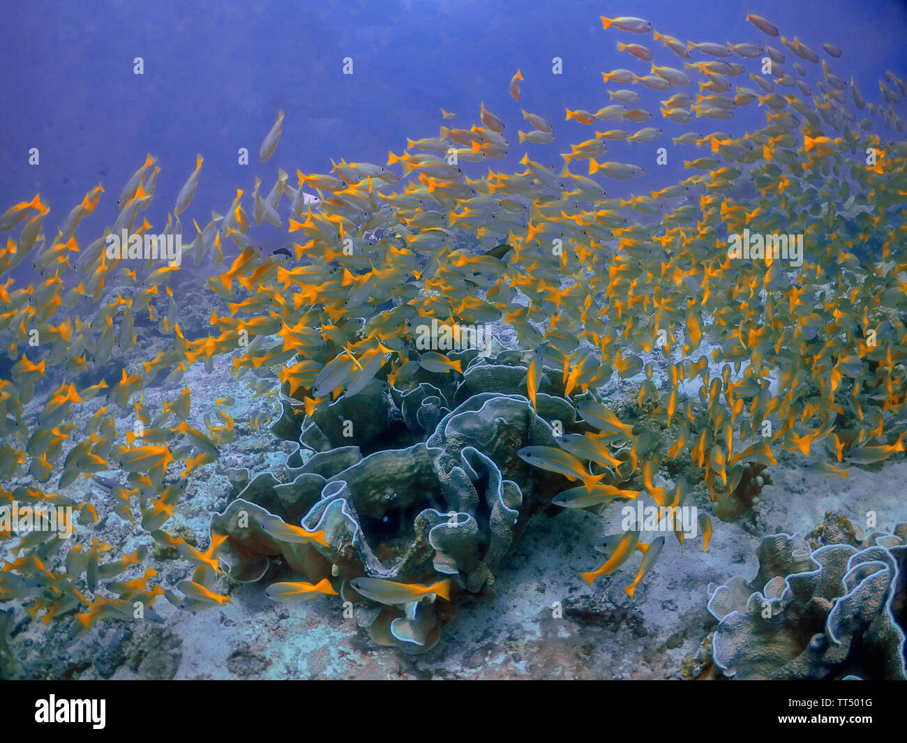 A large school of Yellowtail Snapper (Ocyurus chrysurus) in El Nido ...