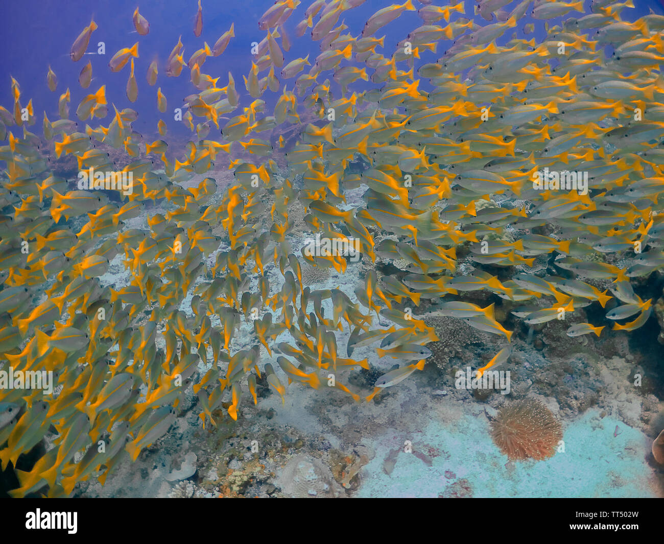 A large school of Yellowtail Snapper (Ocyurus chrysurus) in El Nido ...