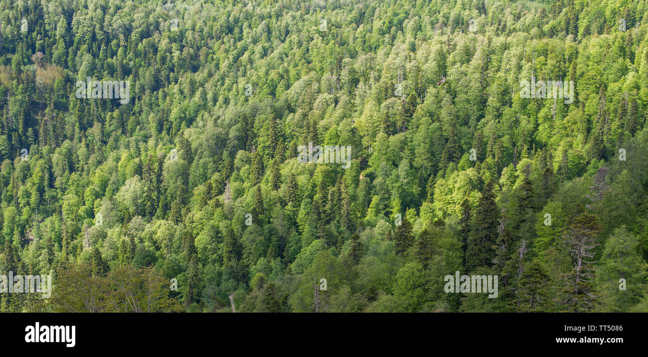 Natural landscape. Viewpoint over mixed forest Stock Photo - Alamy