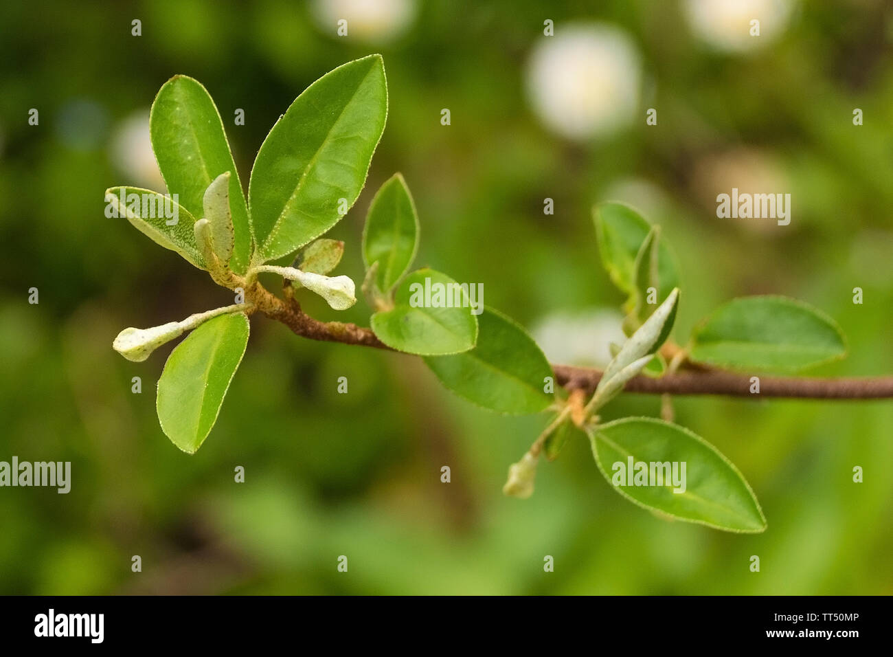 Silverberry High Resolution Stock Photography and Images - Alamy