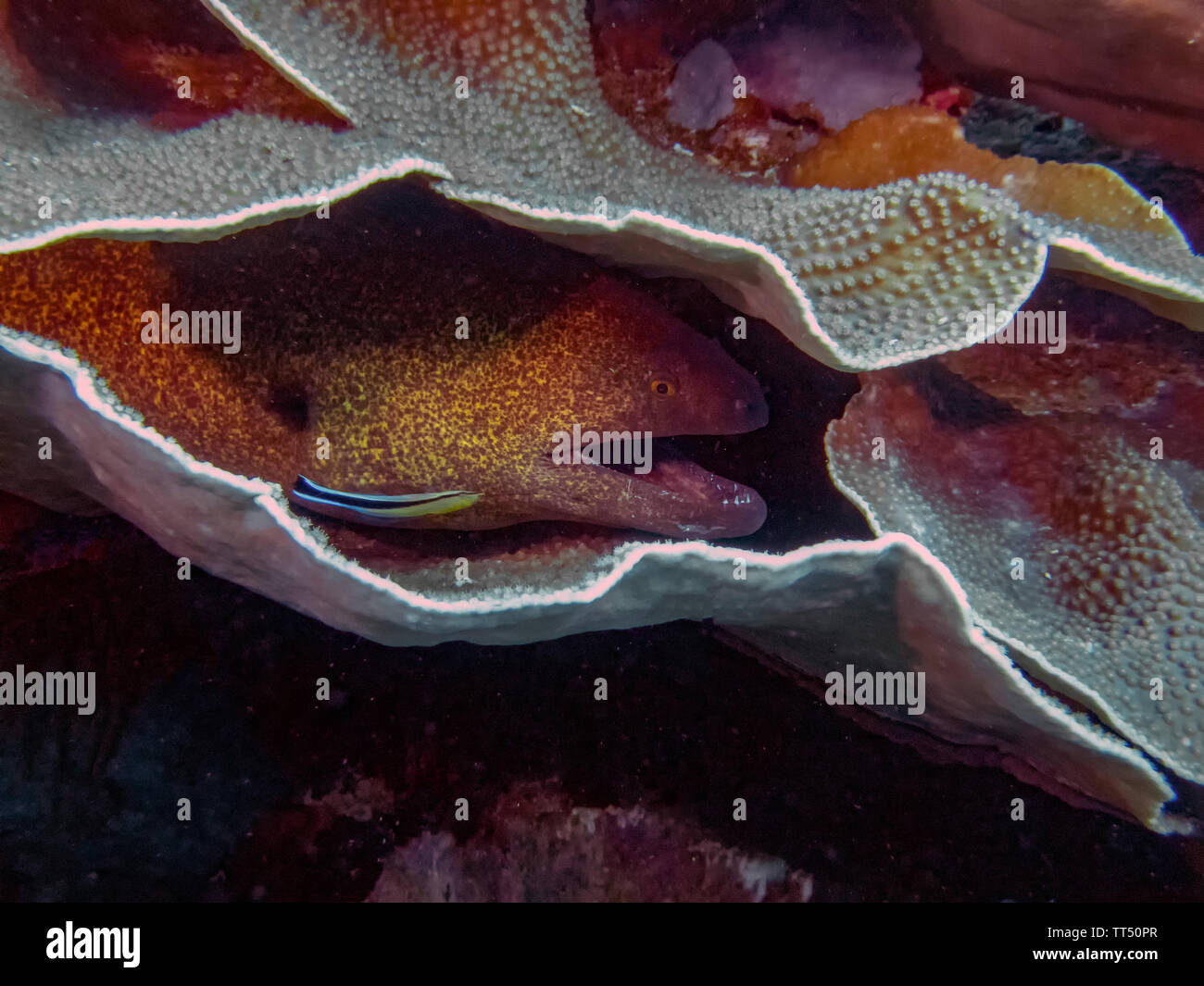 A Yellow-Edged Moray Eel (Gymnothorax flavimarginatus Stock Photo - Alamy