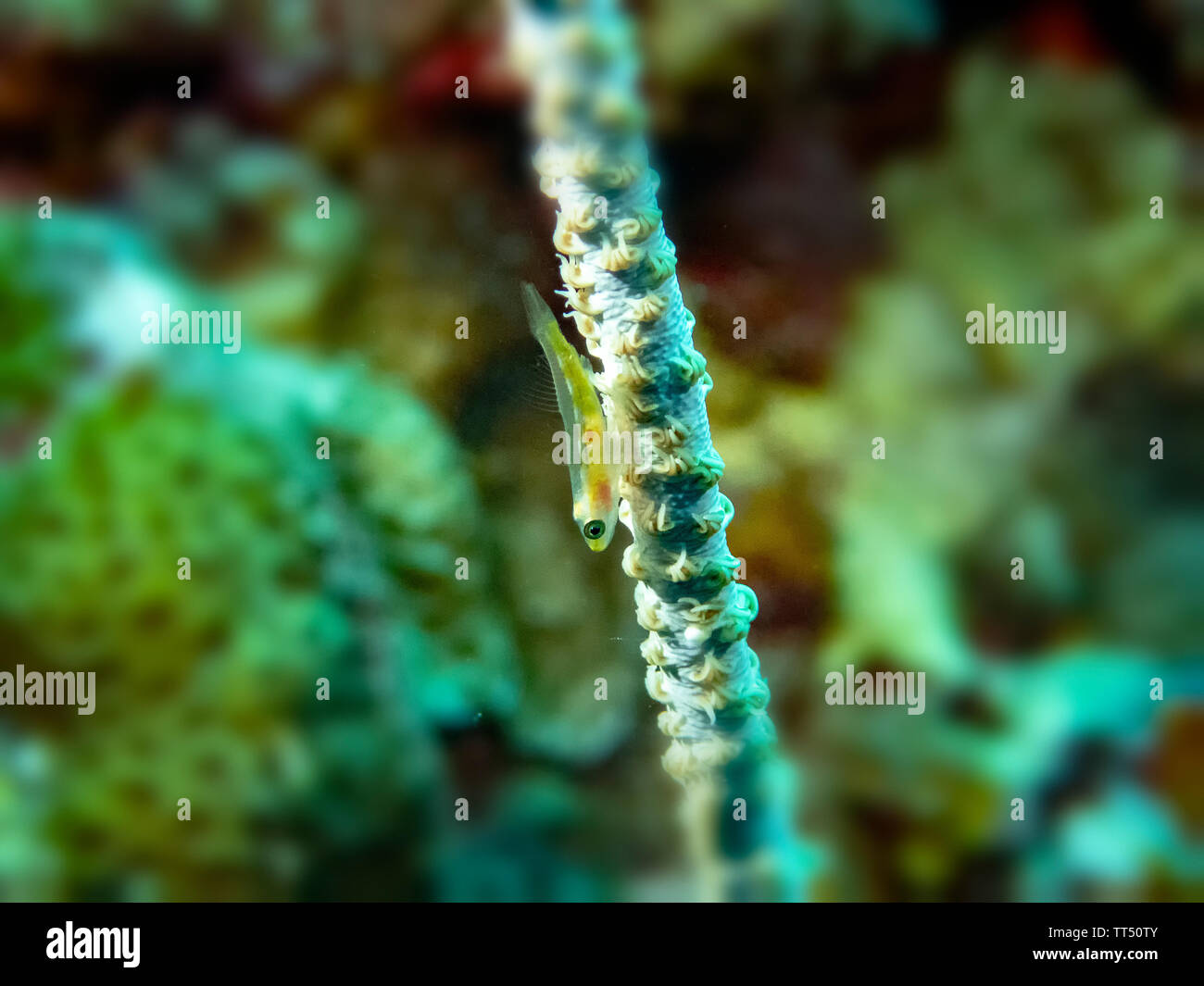 Whip Coral Goby High Resolution Stock Photography and Images - Alamy