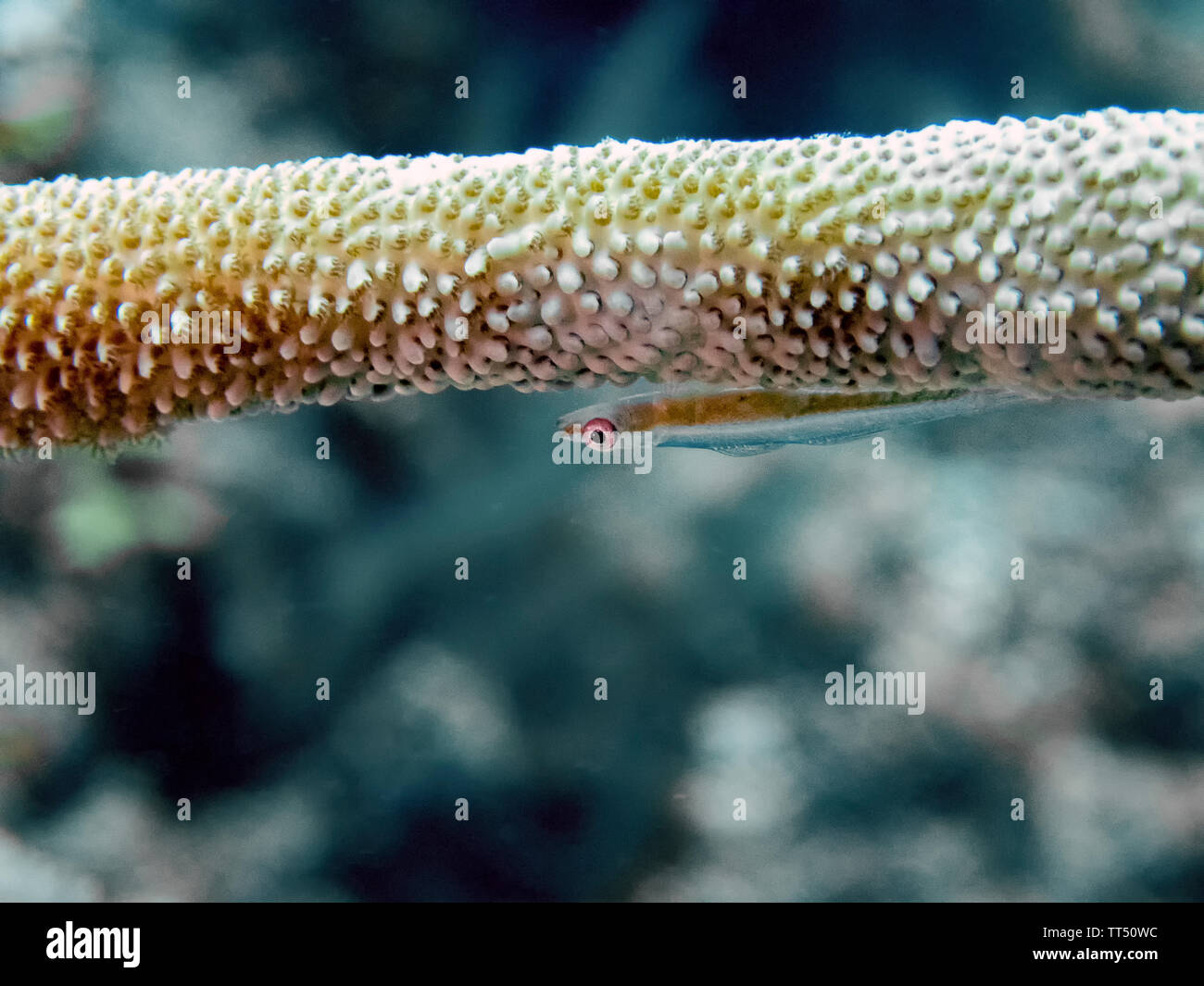 Whip coral goby hi-res stock photography and images - Alamy