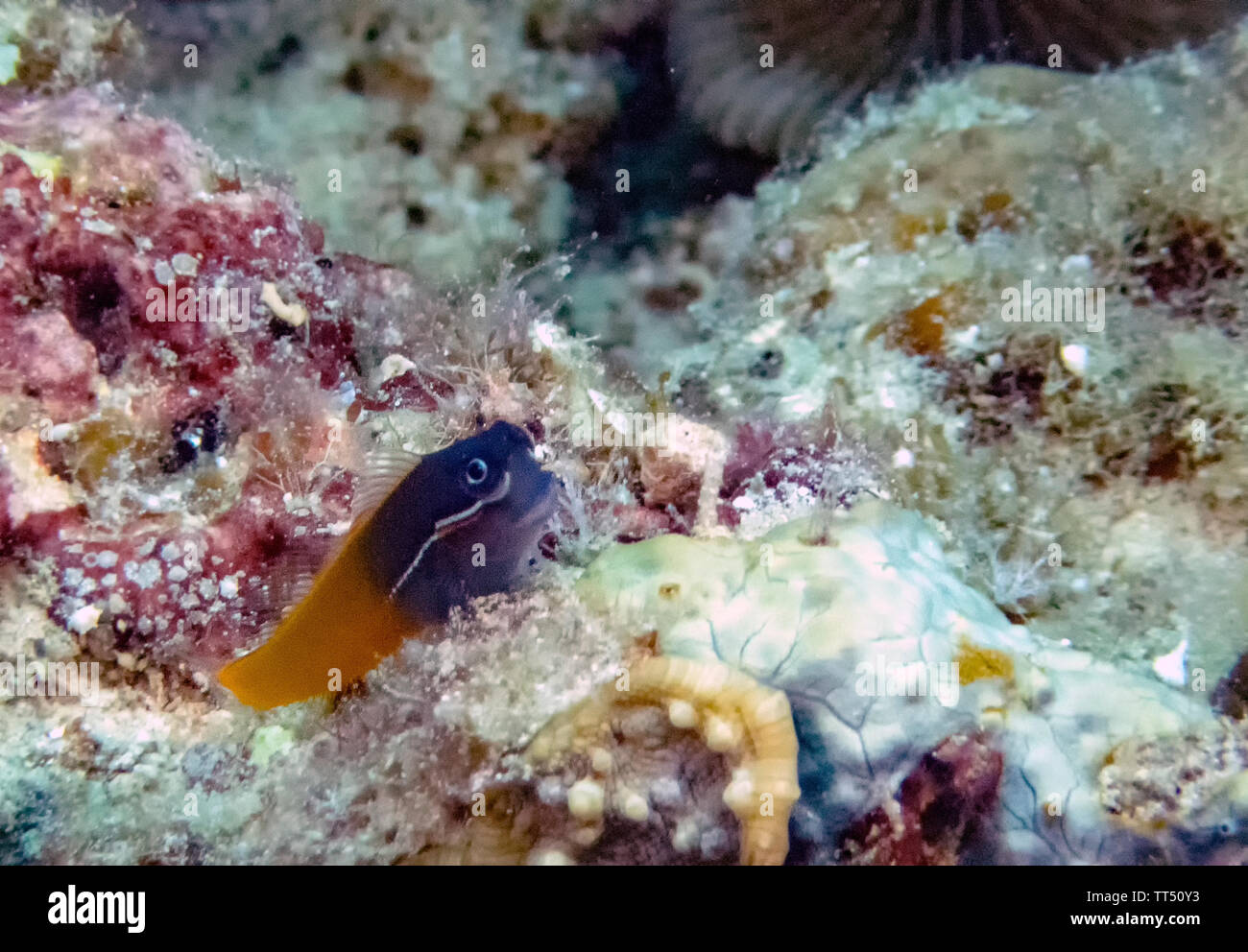 A Tricolour Blenny (Ecsenius tricolor Stock Photo - Alamy