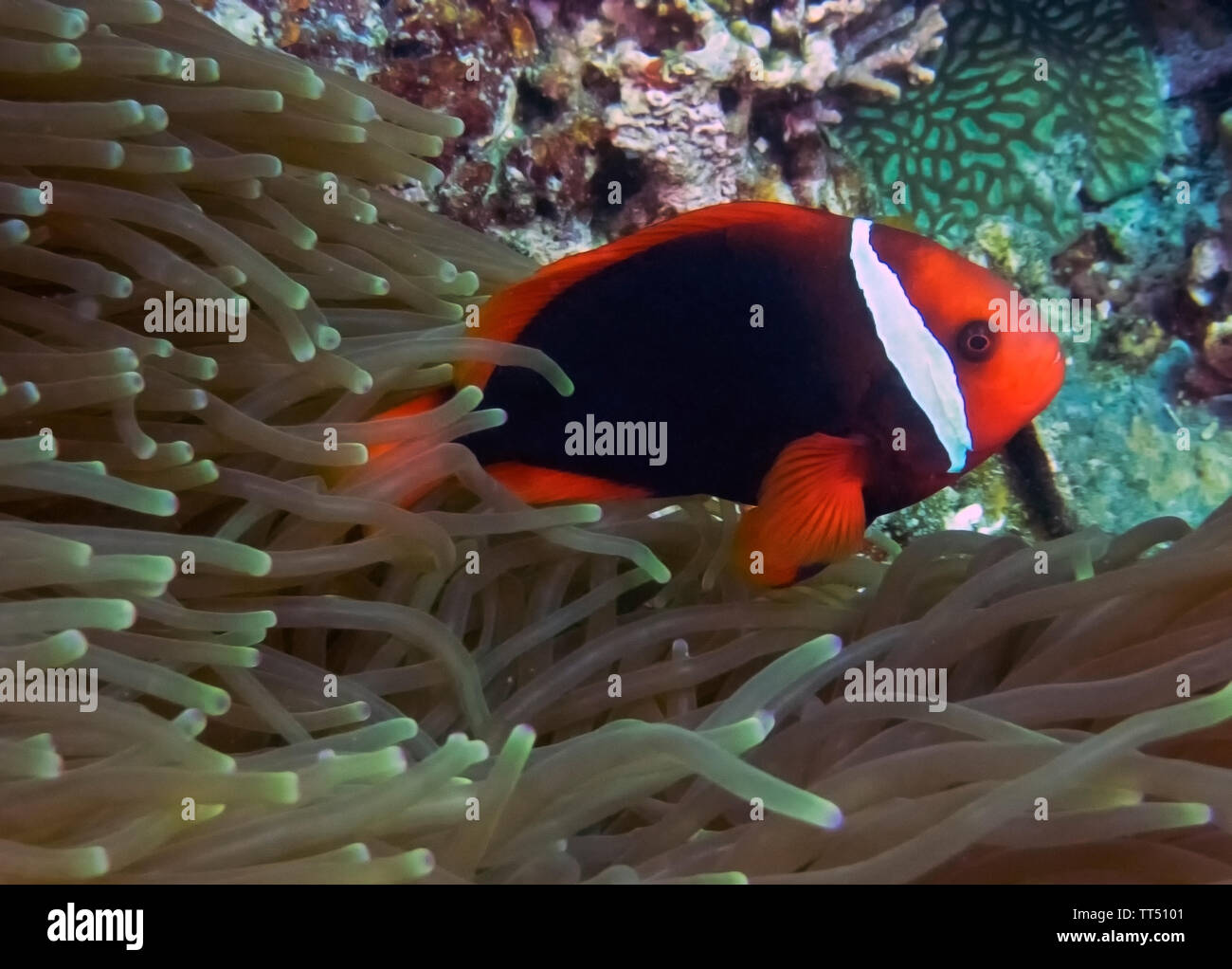 Tomato Clownfish