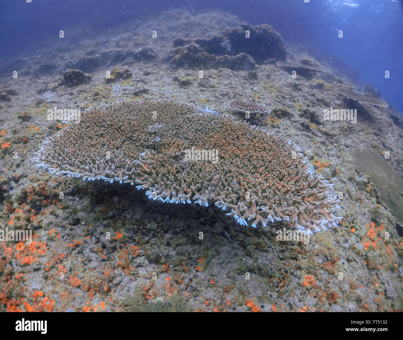 A large piece of Table Coral (Acropora pulchra Stock Photo - Alamy