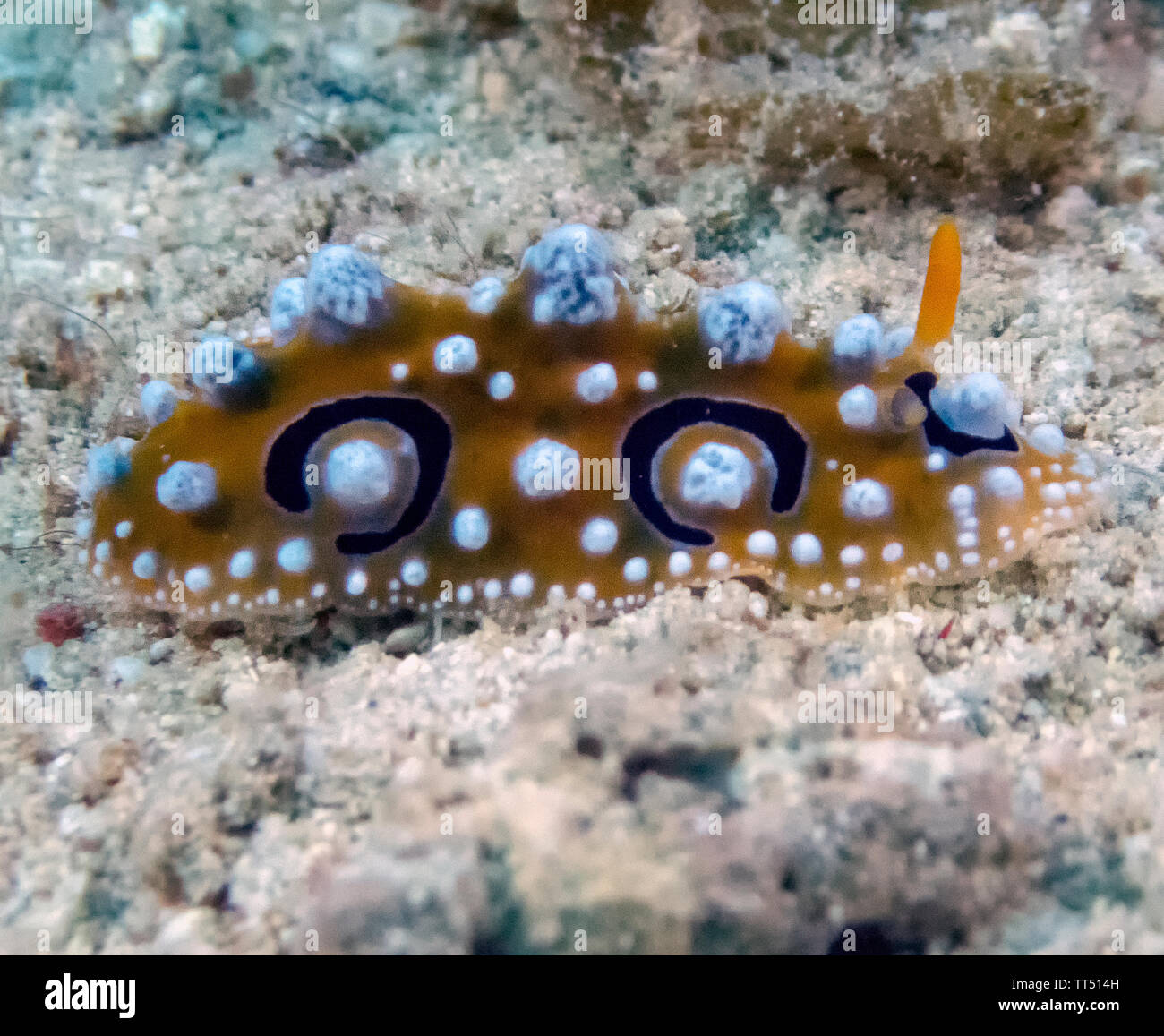 A colourful sea slug (Phyllidia ocellata Stock Photo - Alamy