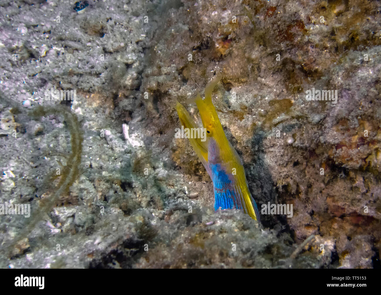 Blue and yellow ribbon eel hi-res stock photography and images - Alamy