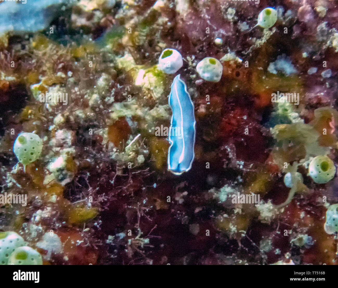 Cycloporus hi-res stock photography and images - Alamy