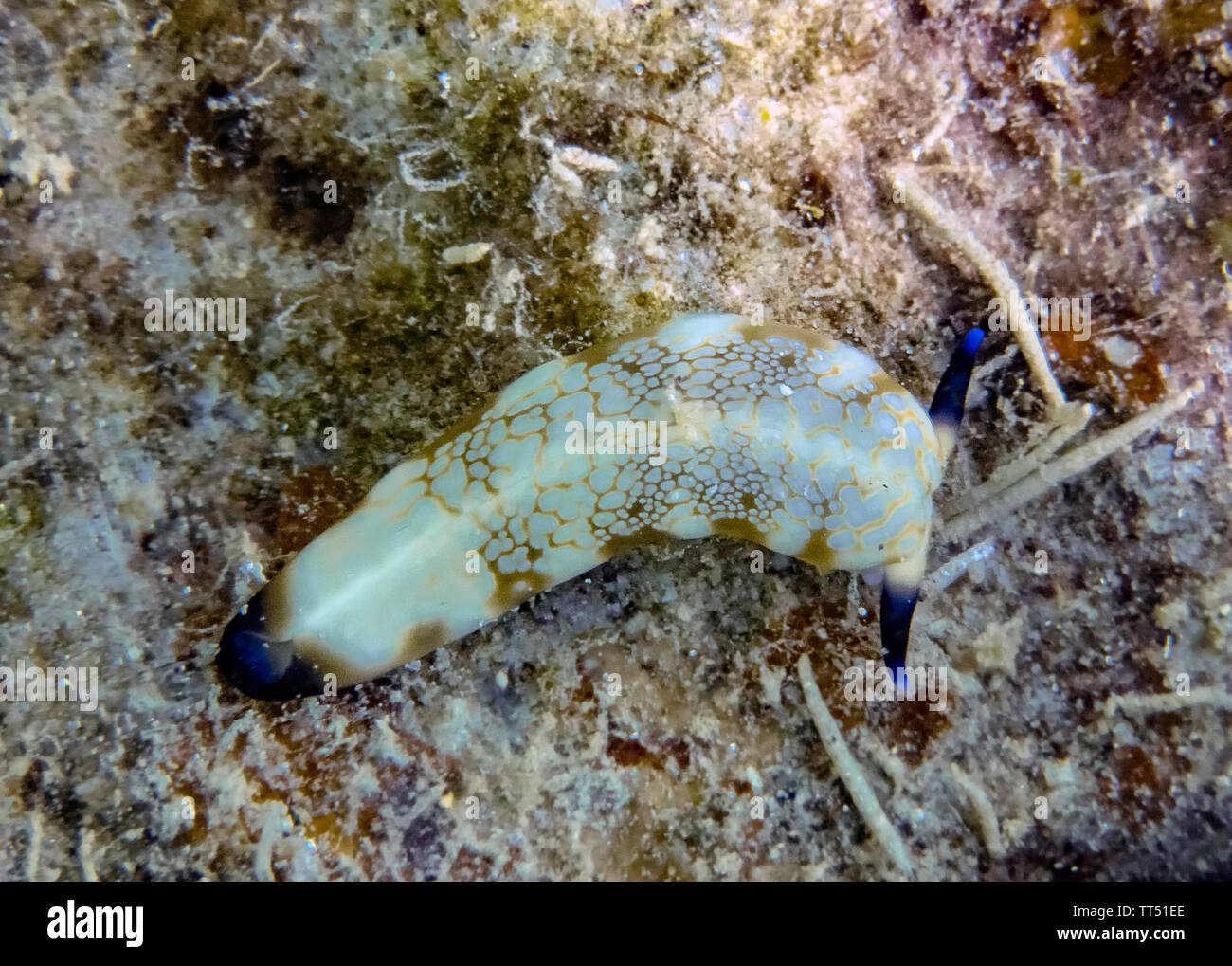 An Ocellated Plakobranchus (Plakobranchus ocellatus Stock Photo - Alamy