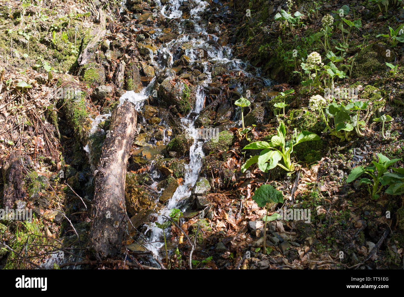 Spring landscape. The stream flowing down from the mountains Stock ...