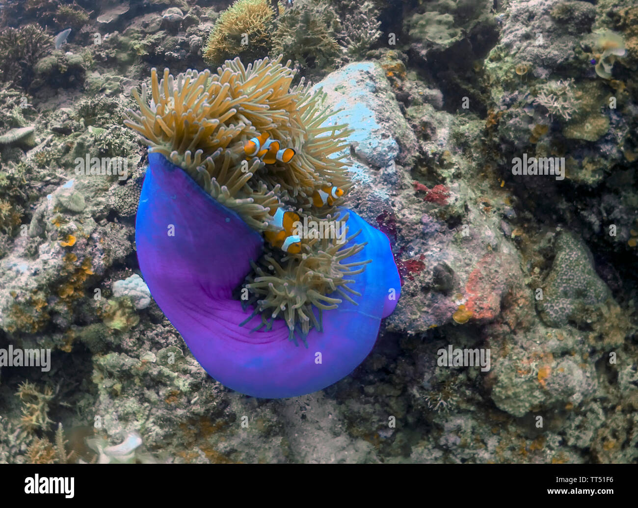 A Magnificent Anemone (Heteractis magnifica Stock Photo - Alamy