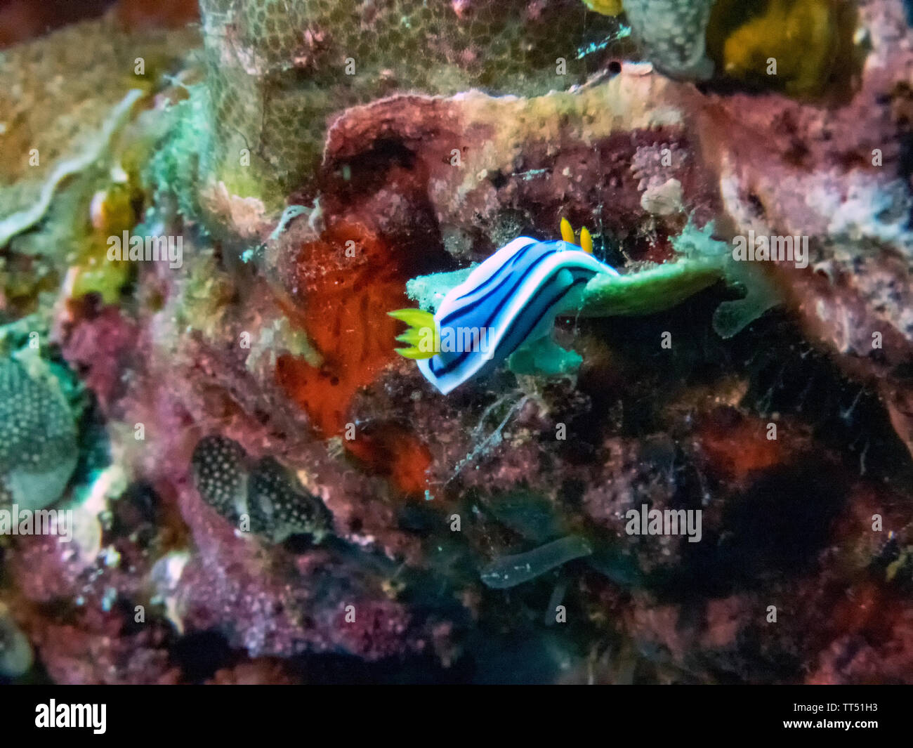 Lochs chromodoris nudibranch hi-res stock photography and images - Alamy