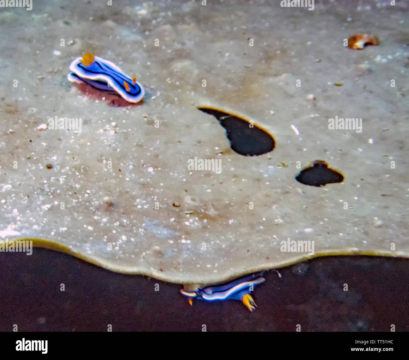 A Loch's Chromodoris (Chromodoris lochi Stock Photo - Alamy