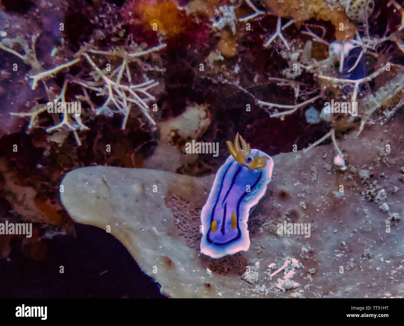 A Loch's Chromodoris (Chromodoris lochi Stock Photo - Alamy