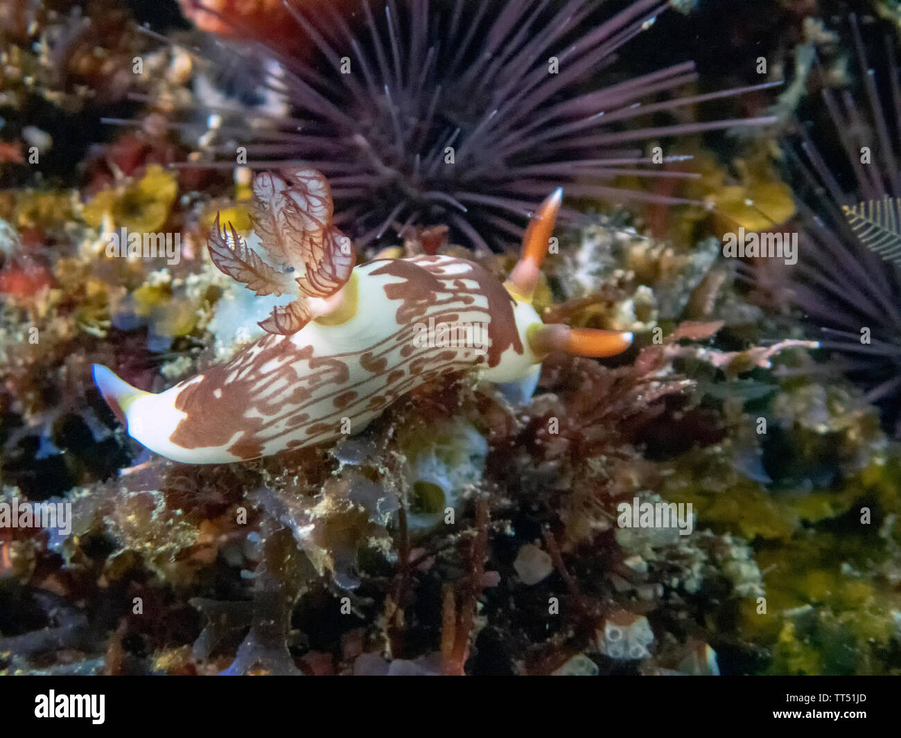 Lineolata nudibranch hi-res stock photography and images - Alamy