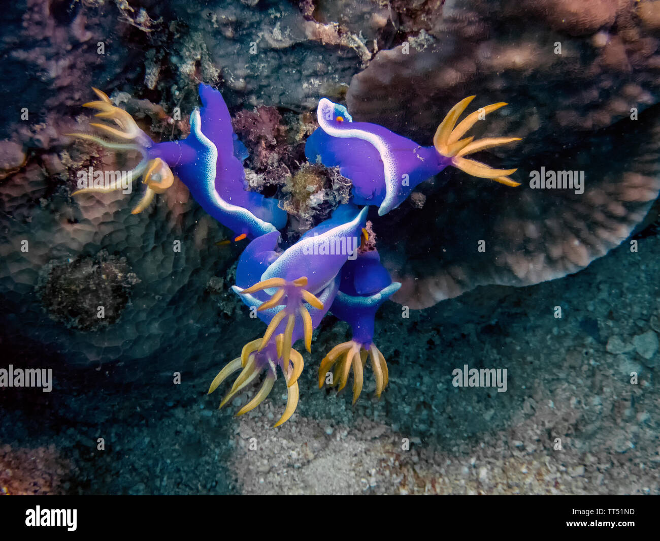 A group of Hypselodoris variobranchia nudibranches Stock Photo - Alamy