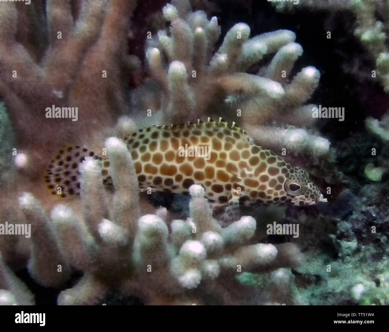 Dwarf spotted grouper fish hi-res stock photography and images - Alamy