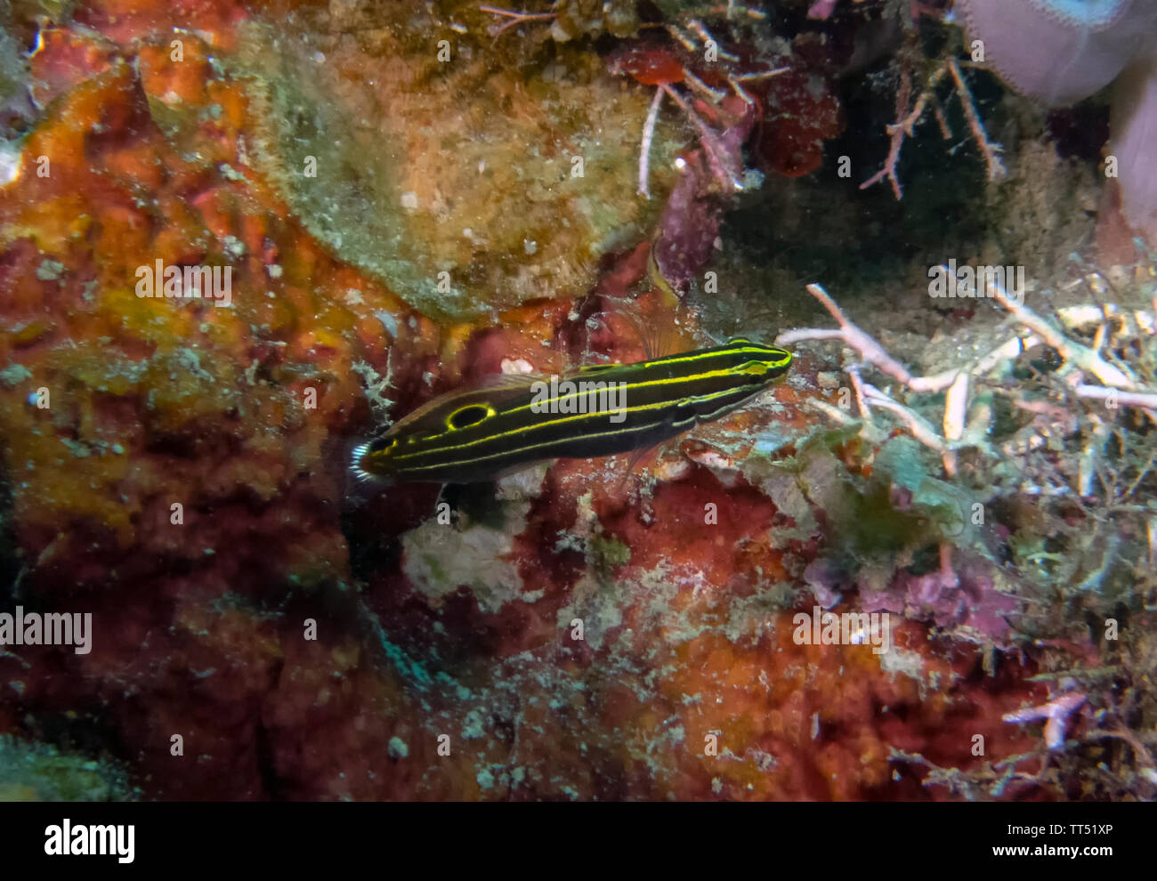 Amblygobius hectori hi-res stock photography and images - Alamy