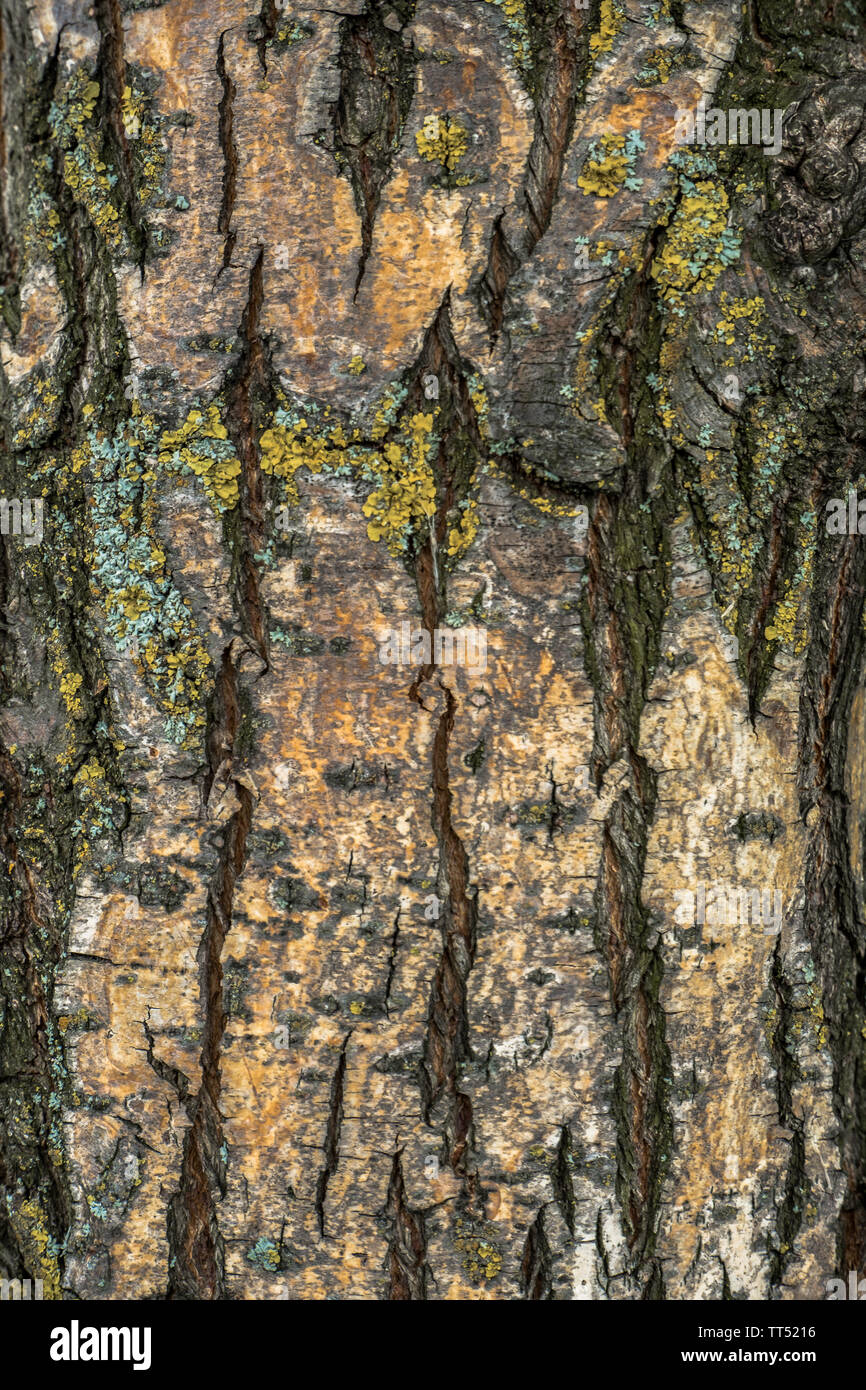 Birch texture background Stock Photo - Alamy