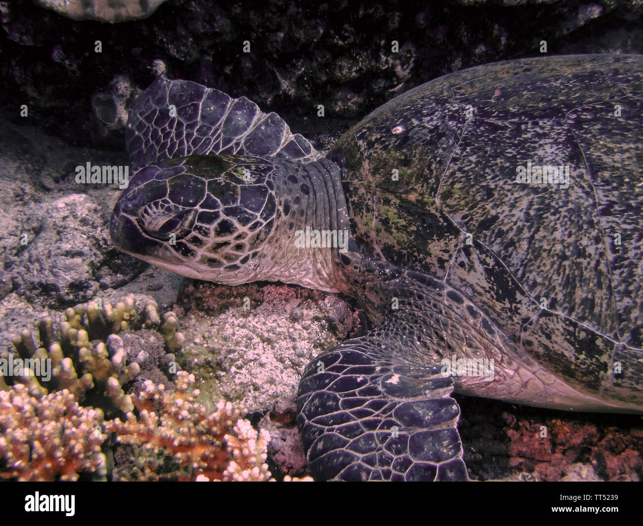 Large green sea turtle hi-res stock photography and images - Alamy