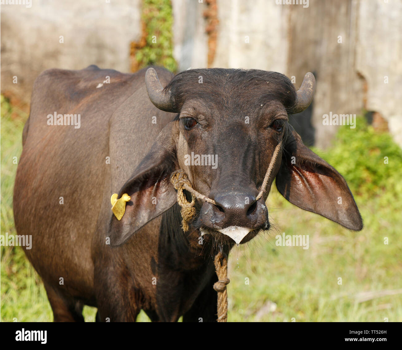 Angus stud hi-res stock photography and images - Alamy