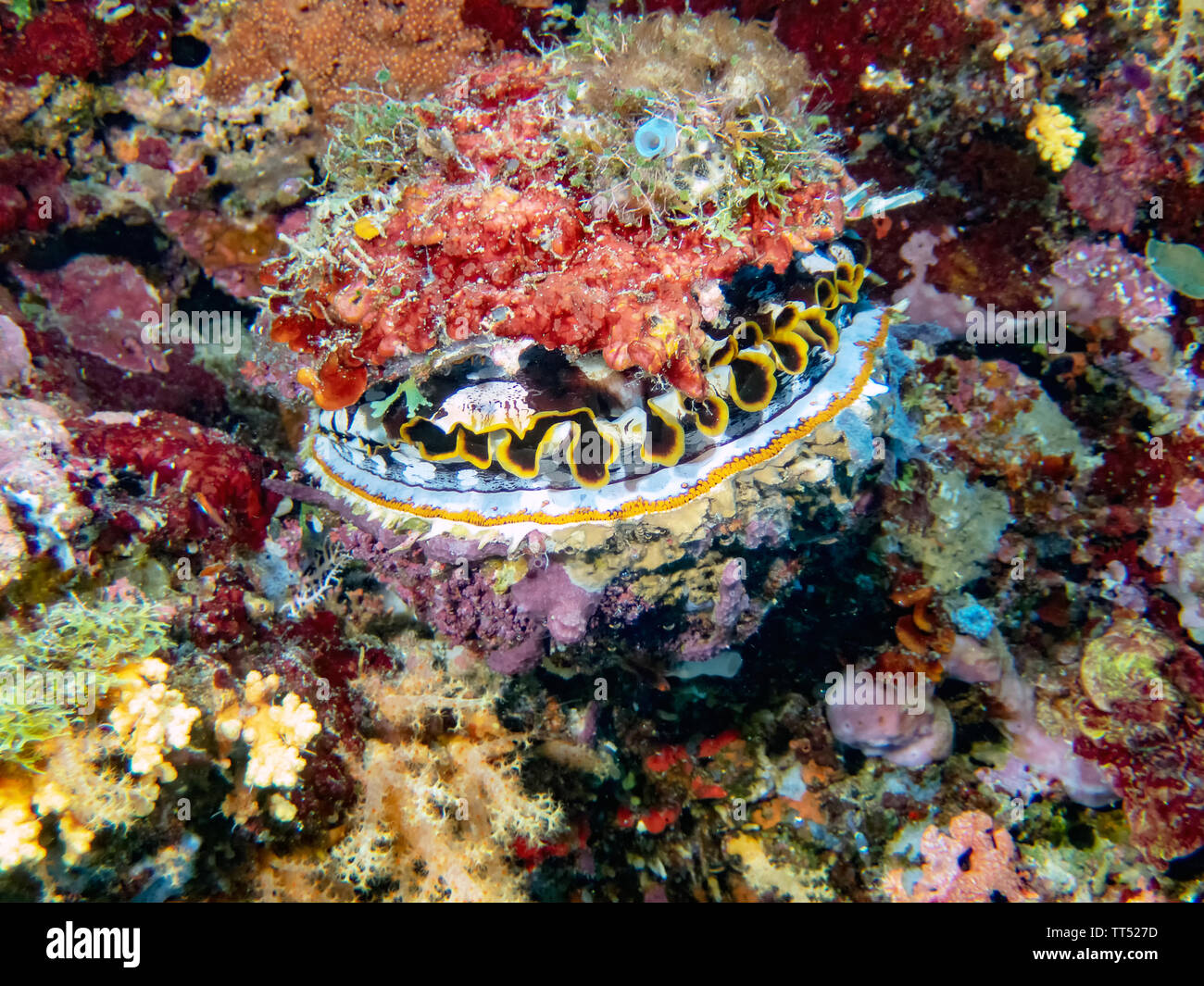 A Giant Thorny Oyster (Spondylus varius Stock Photo - Alamy