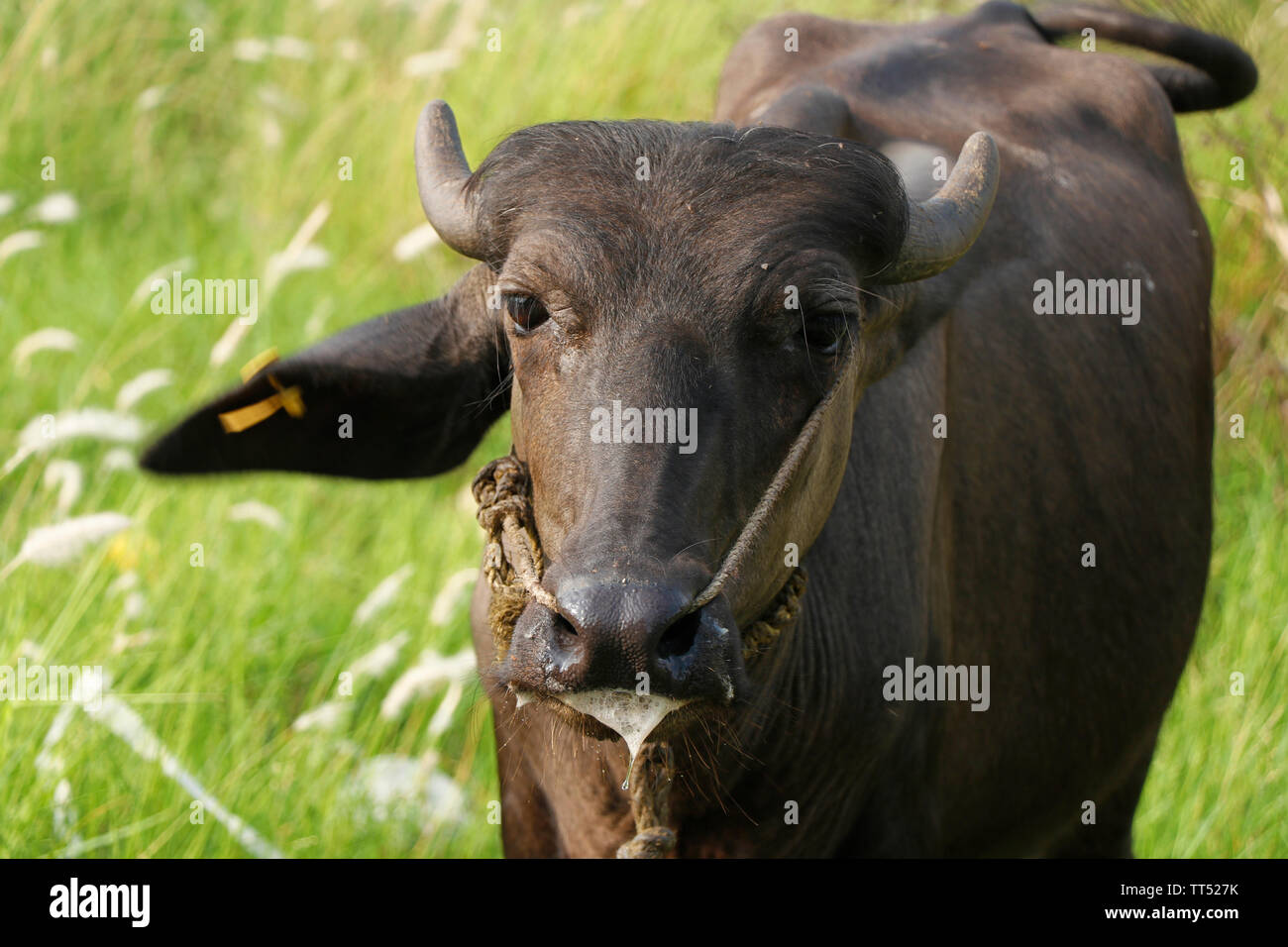 Angus stud hi-res stock photography and images - Alamy