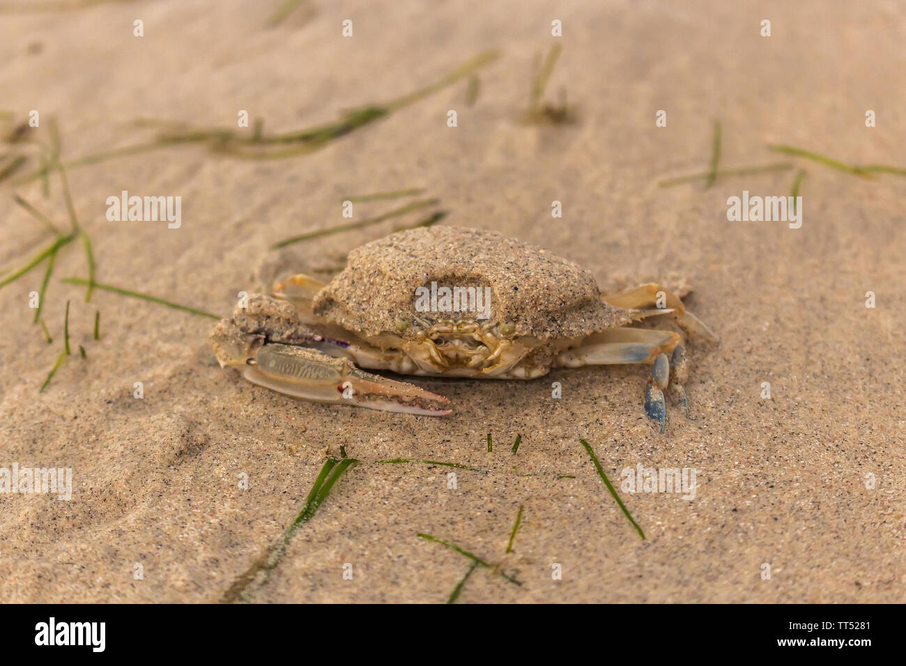 Crustacean beach scene hi-res stock photography and images - Alamy