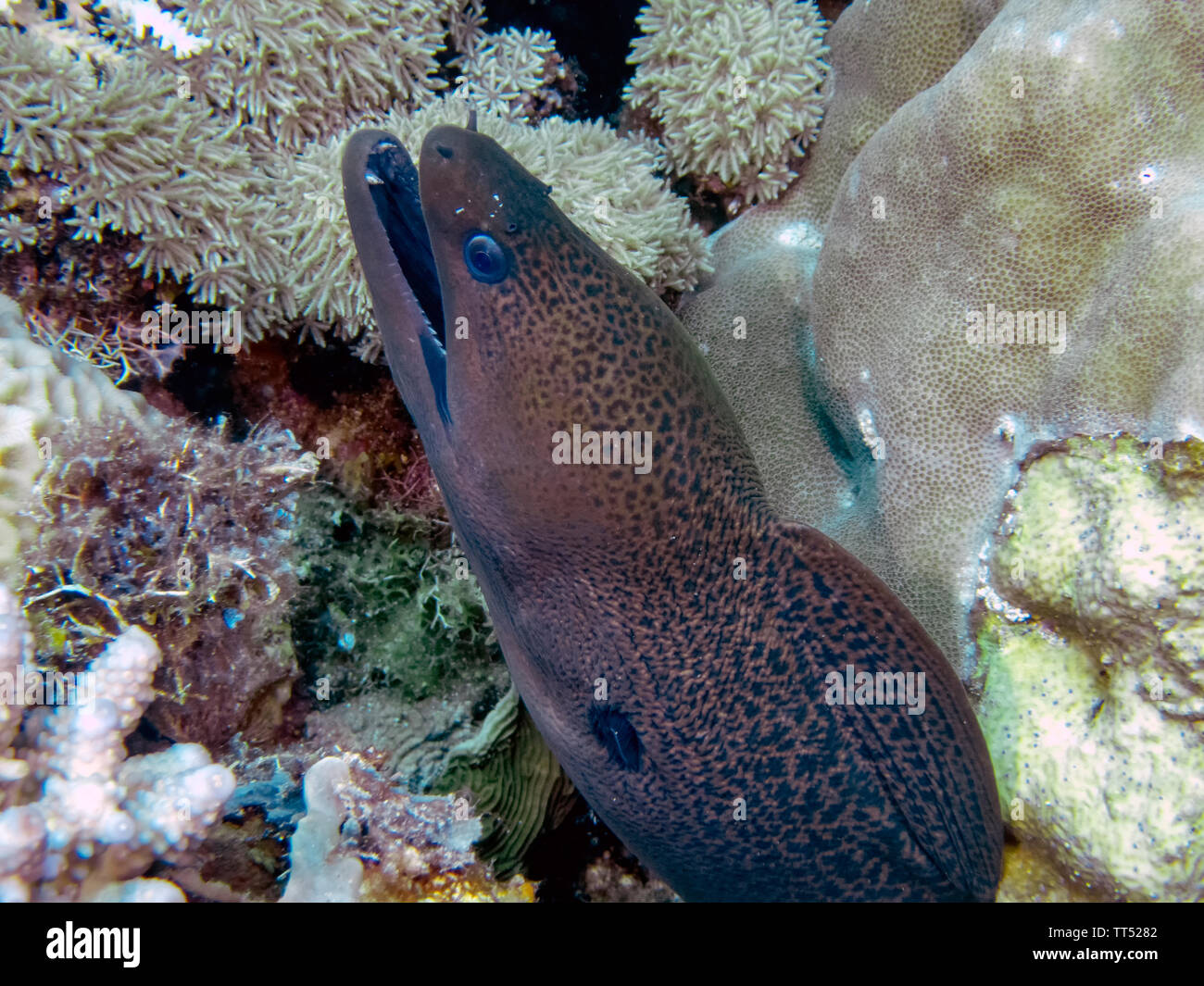 A Giant Moray Eel (Gymnothorax javanicus Stock Photo - Alamy
