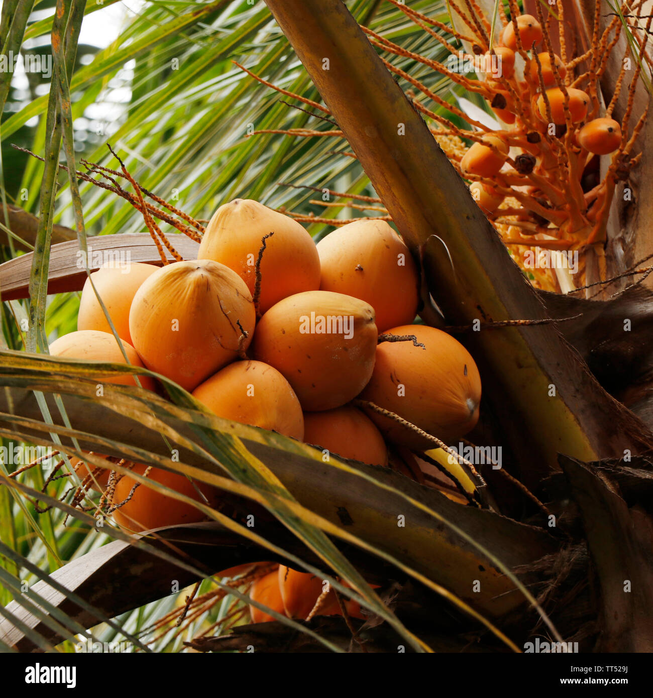red tender coconut in its own tree Stock Photo - Alamy