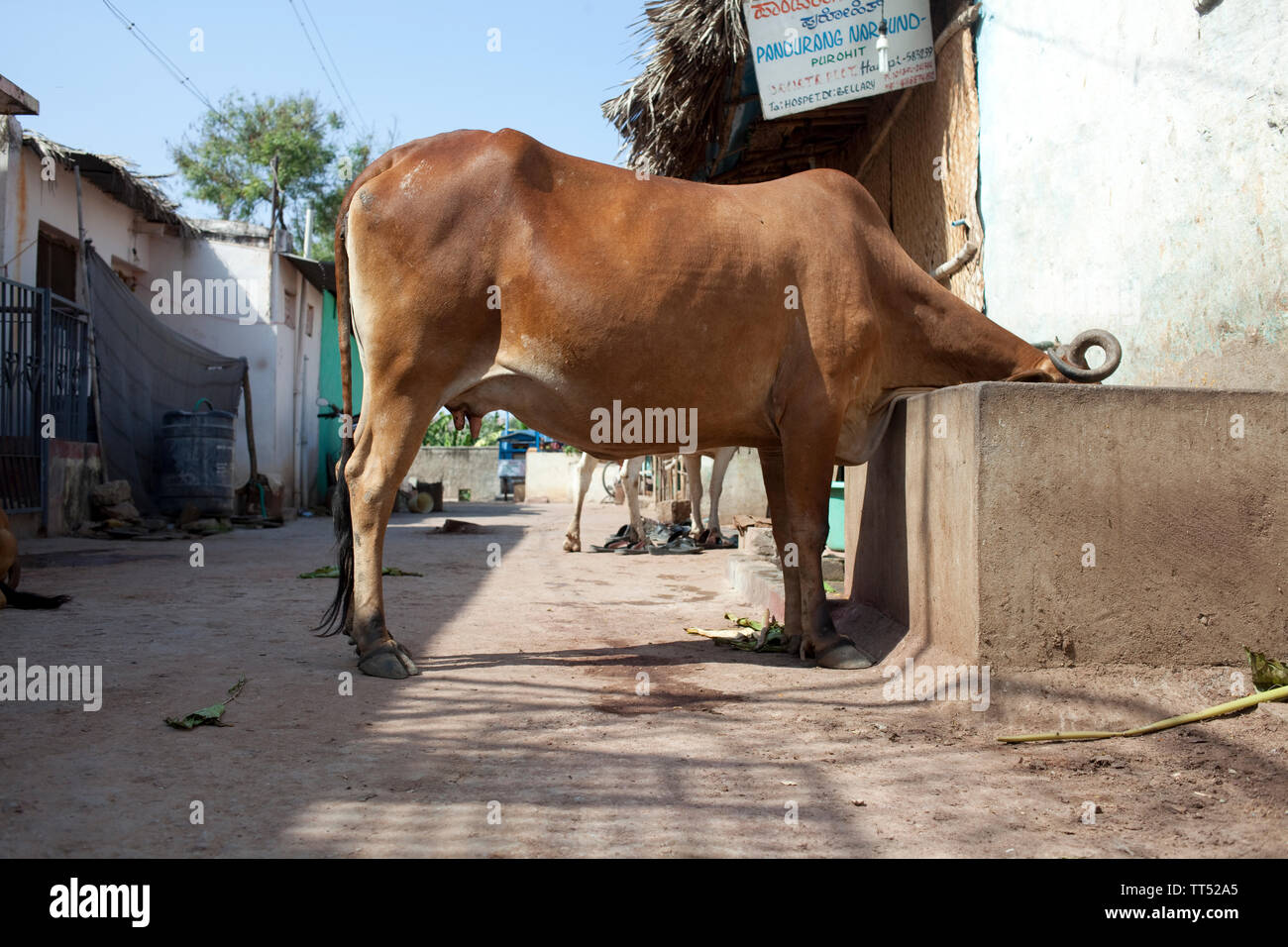 Cow drinking water from a basin in the Hampi village Stock Photo - Alamy