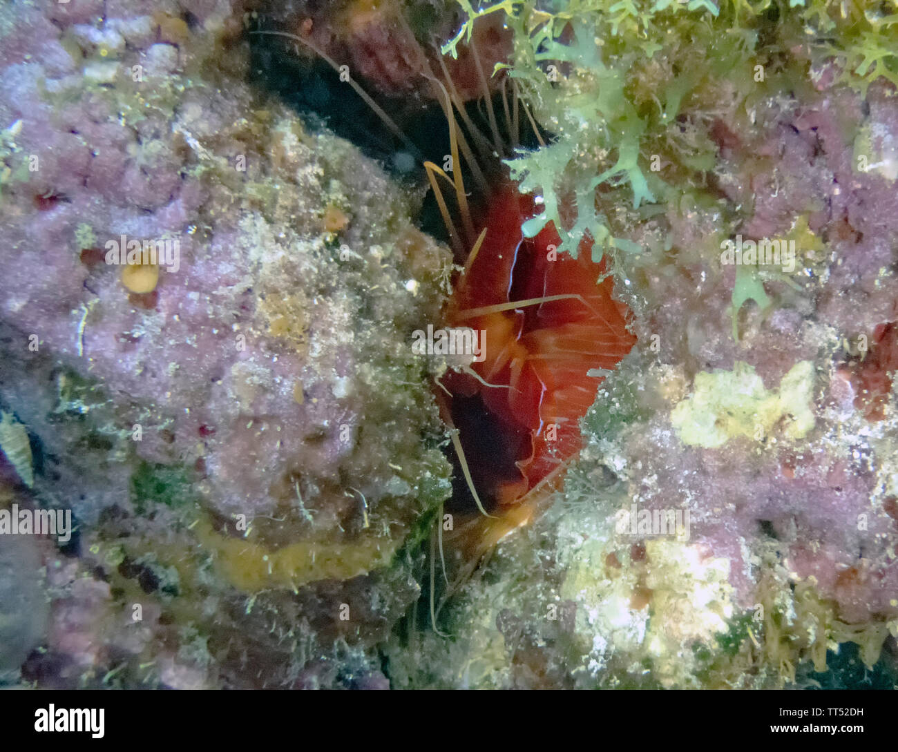 A bright Electric Clam (Ctenoides ales Stock Photo - Alamy