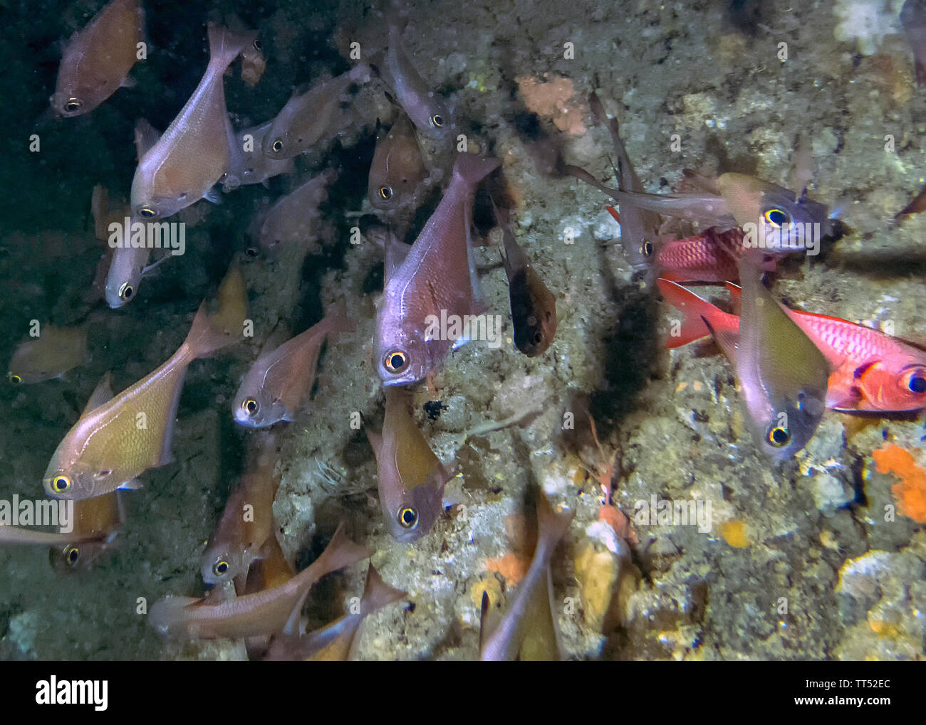 A close-up of Dusky Sweepers (Pempheris adusta Stock Photo - Alamy