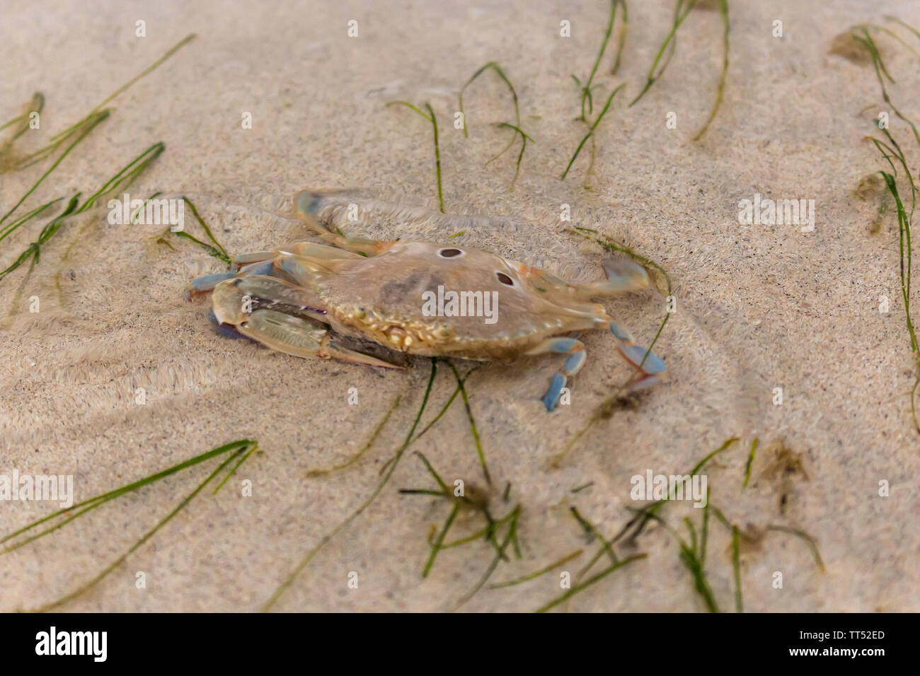 Crustacean beach scene hi-res stock photography and images - Alamy