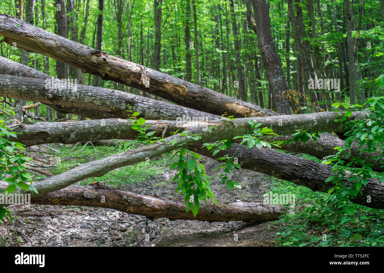 Woodland path obstruction hi-res stock photography and images - Alamy