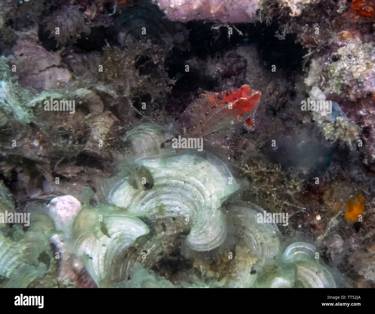 A Cryptic Wrasse (Pteragogus cryptus) in Palawan, Philippines Stock ...