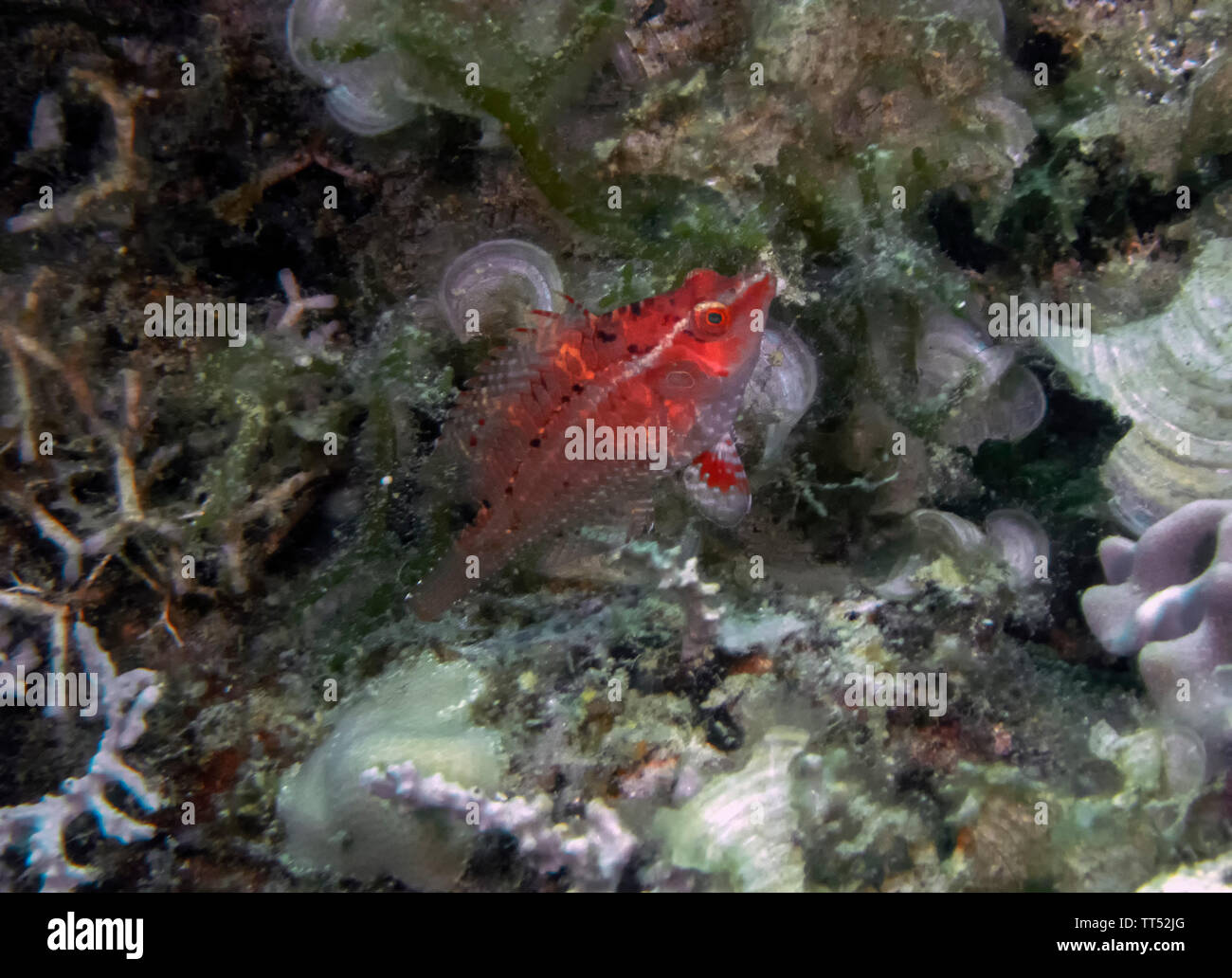 A Cryptic Wrasse (Pteragogus cryptus) in Palawan, Philippines Stock ...
