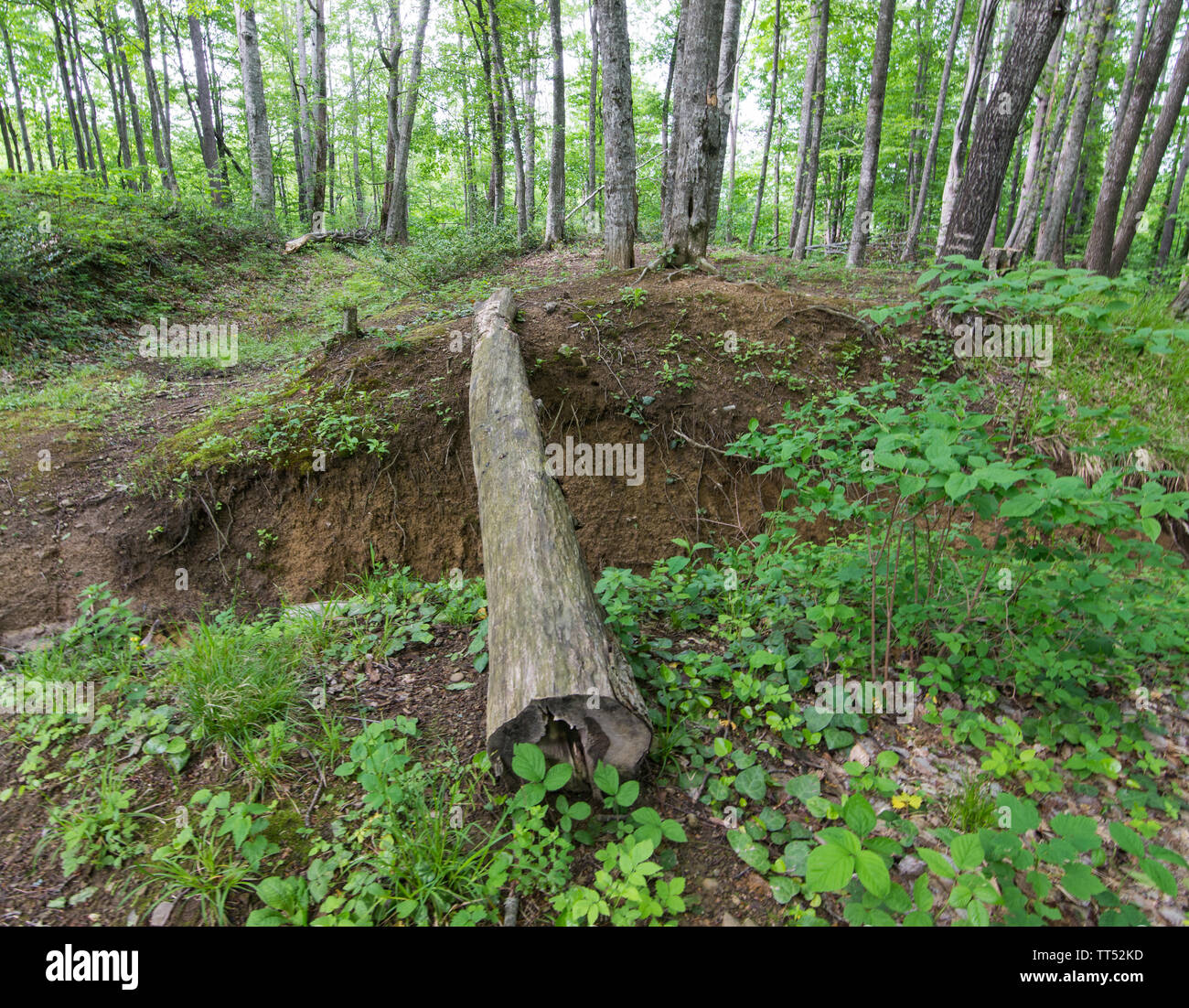 Old log across the ravine. Forest Landscape Stock Photo - Alamy