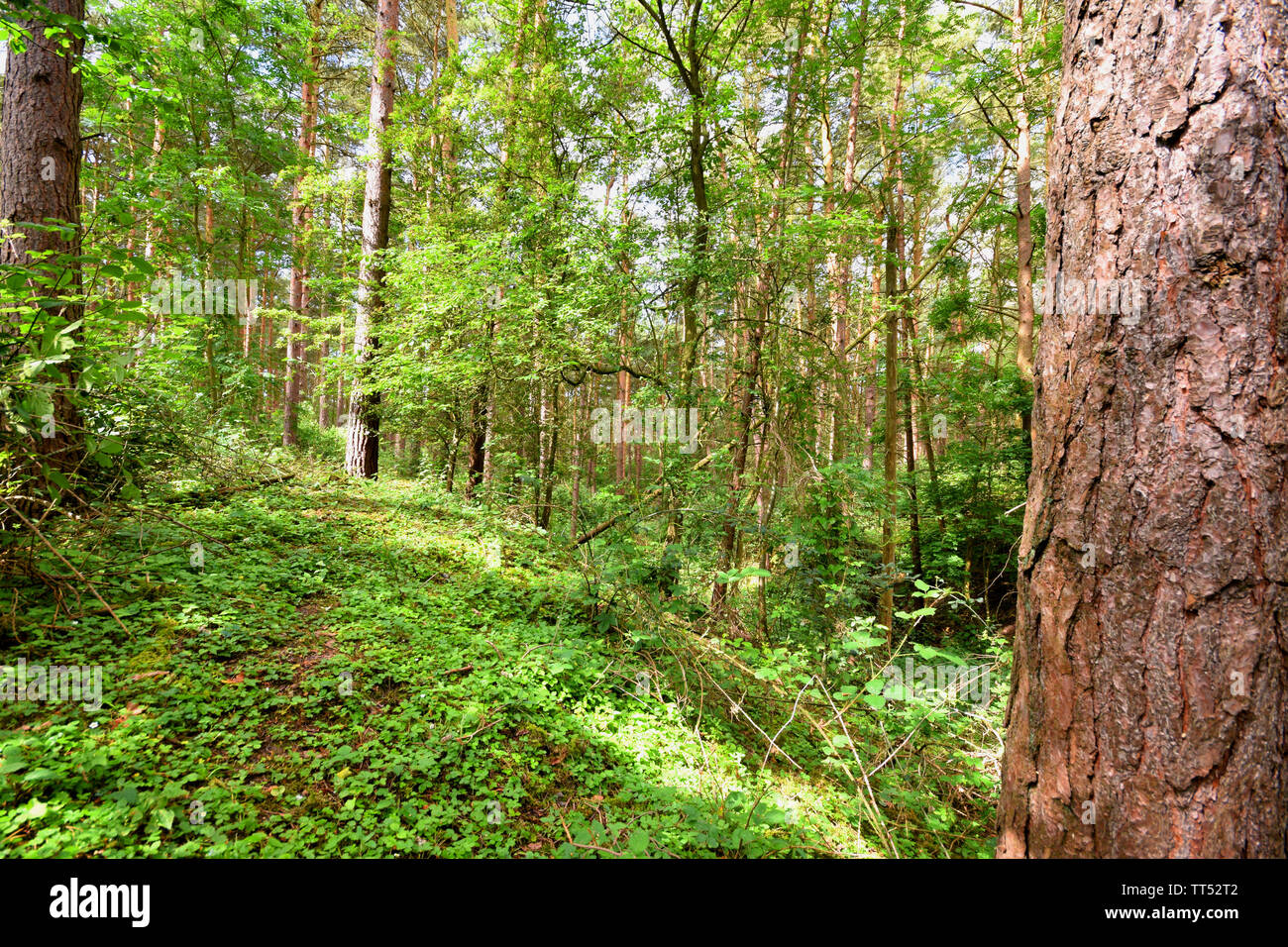 Atmospheric forests hi-res stock photography and images - Alamy